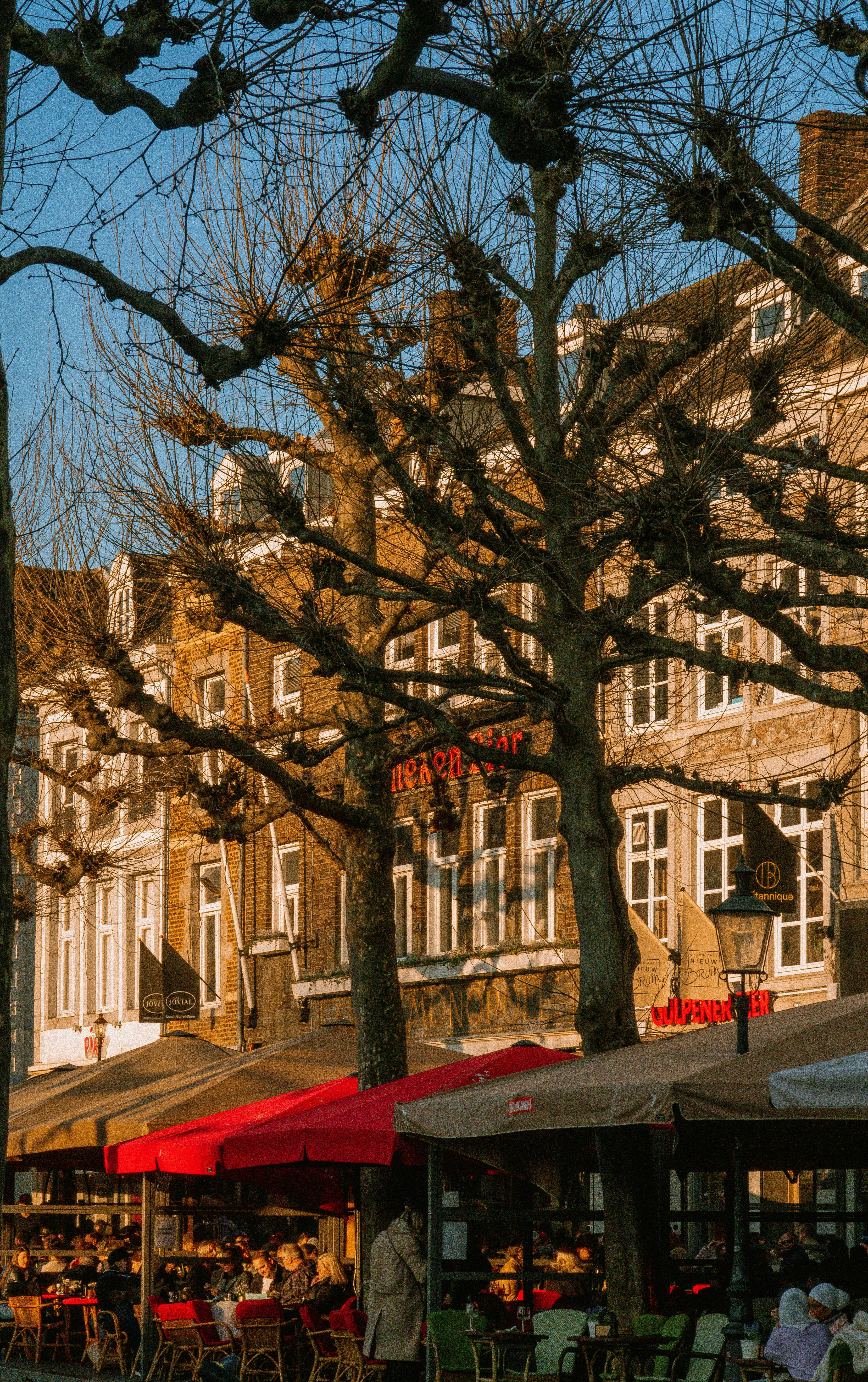 Gilded Hour at the Courtyard Café: Bare Trees Framing a Sunlit Terrace