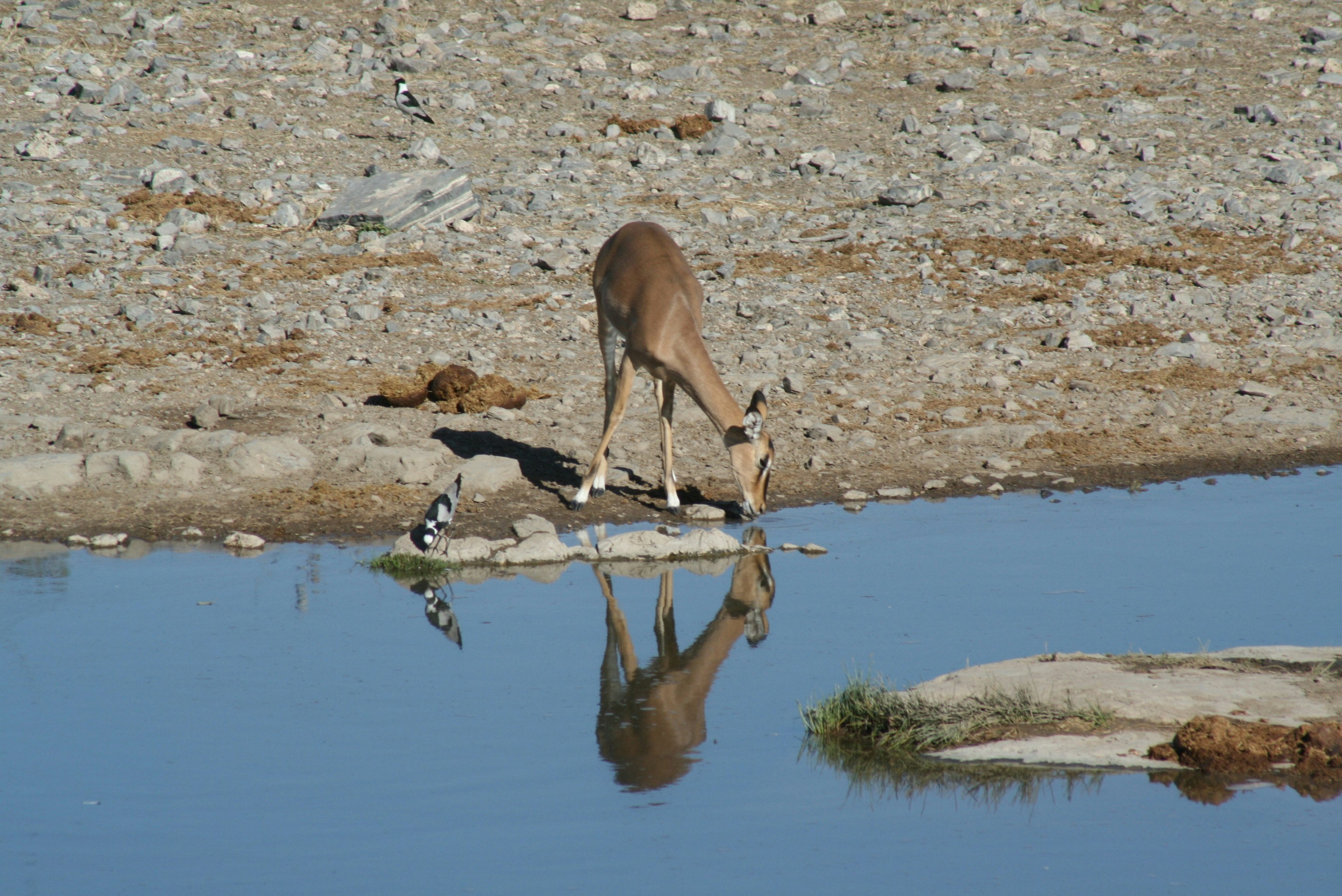 Photo by Amir Mortezaie with Canon EOS 400D