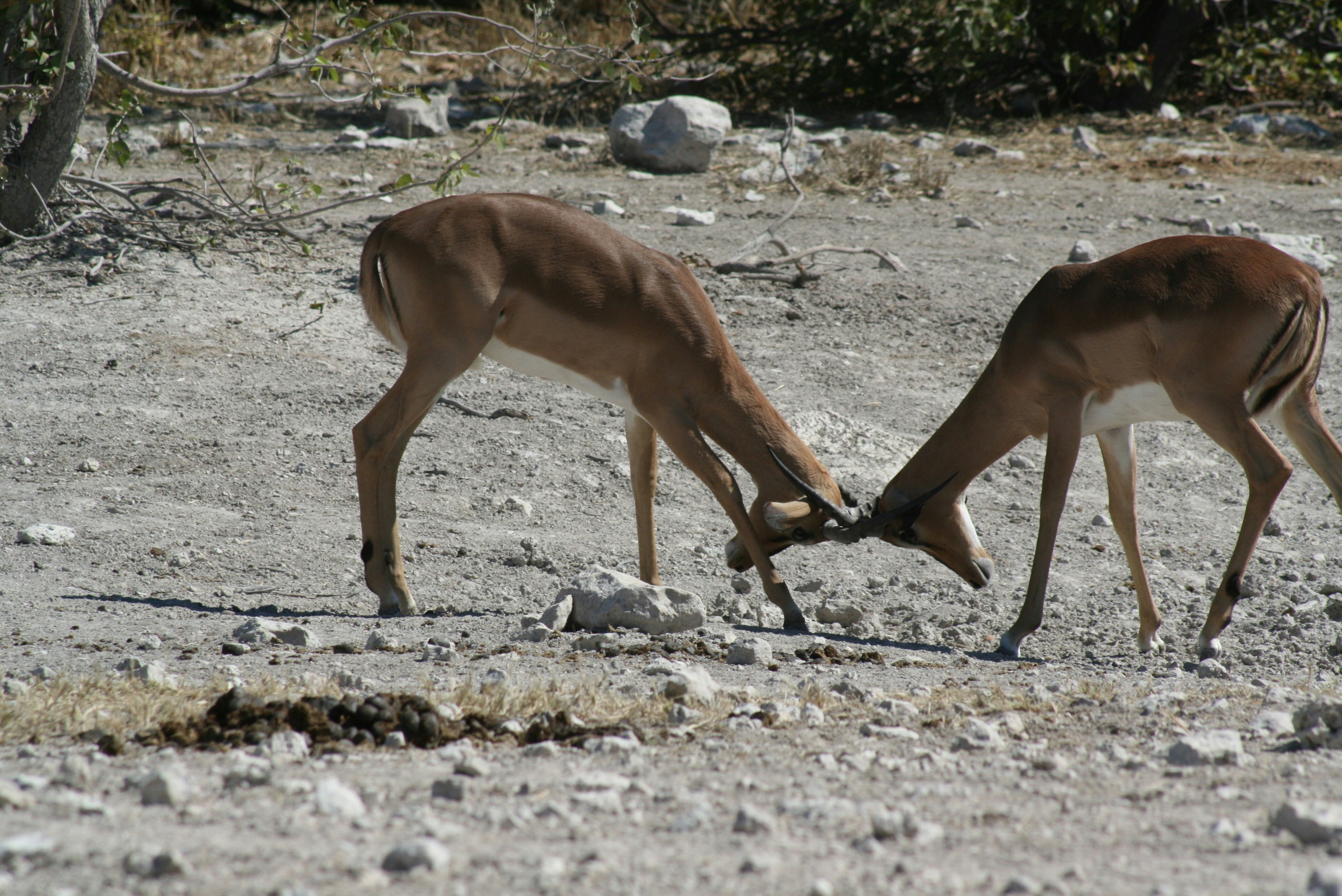 Two Gazelles, One Silhouette: Battle of Antlers in a Dry Clearing