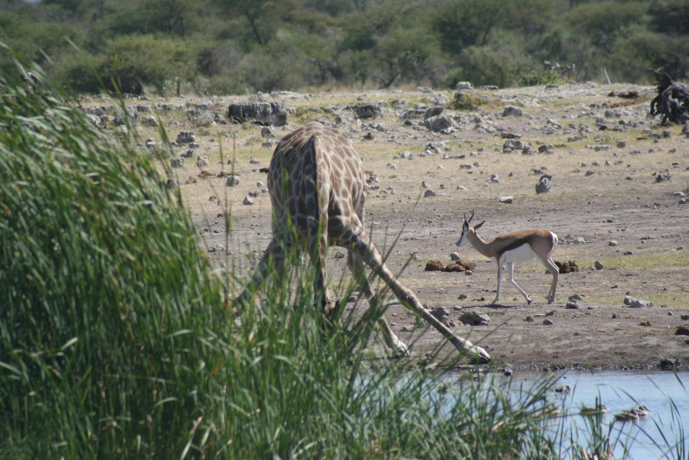 Giraffe at the Watering Edge: Quiet Stride by the Riverbank