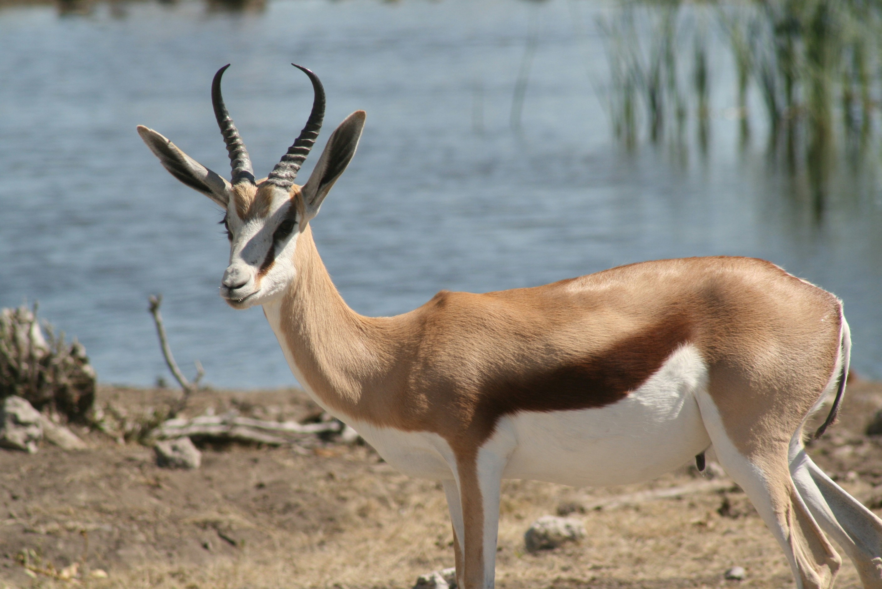 An antelope standing in front of a body of water photo – Free Namibia ...