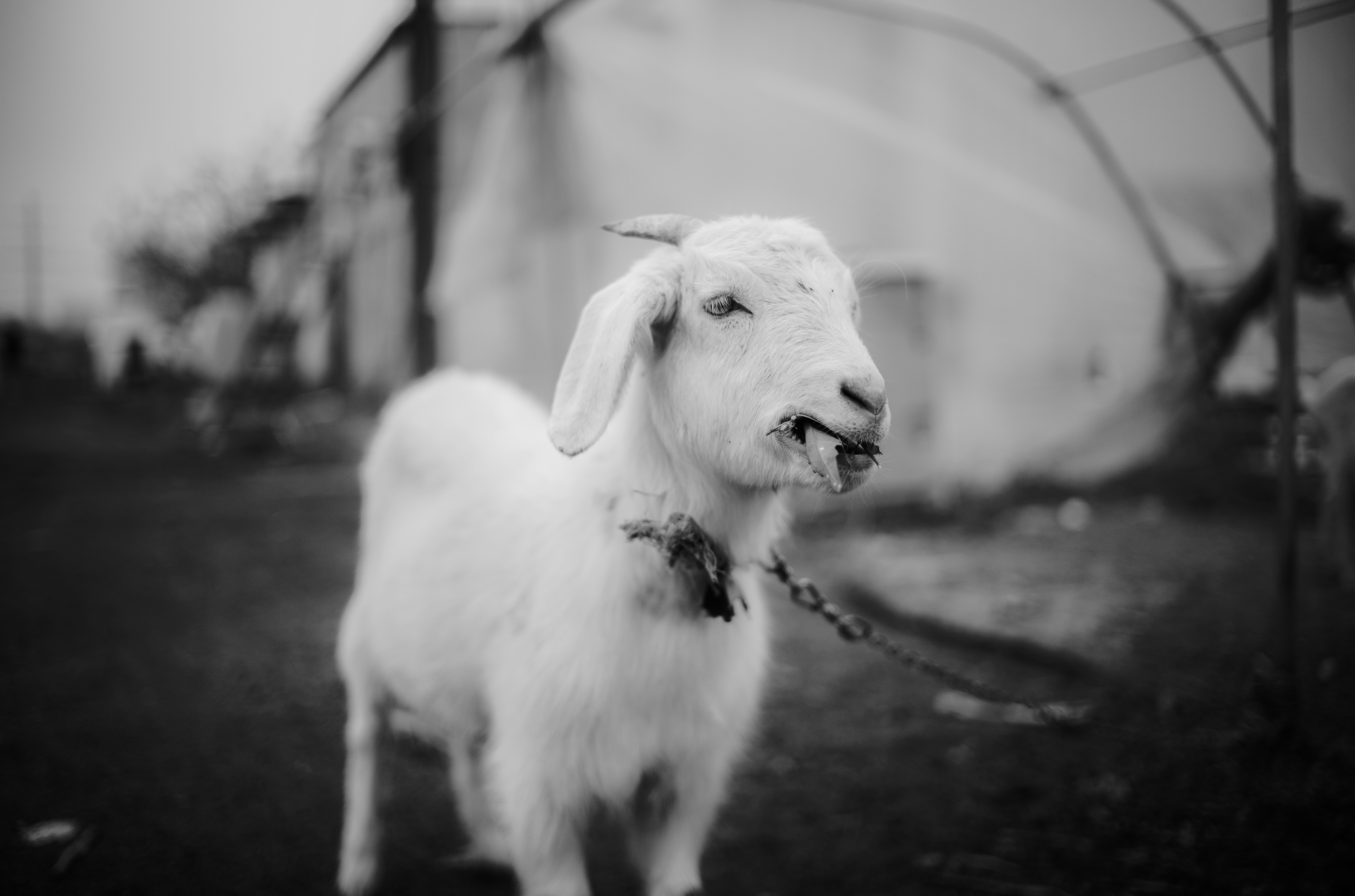 A white goat with a chain around its neck photo – Free Animal Image on ...