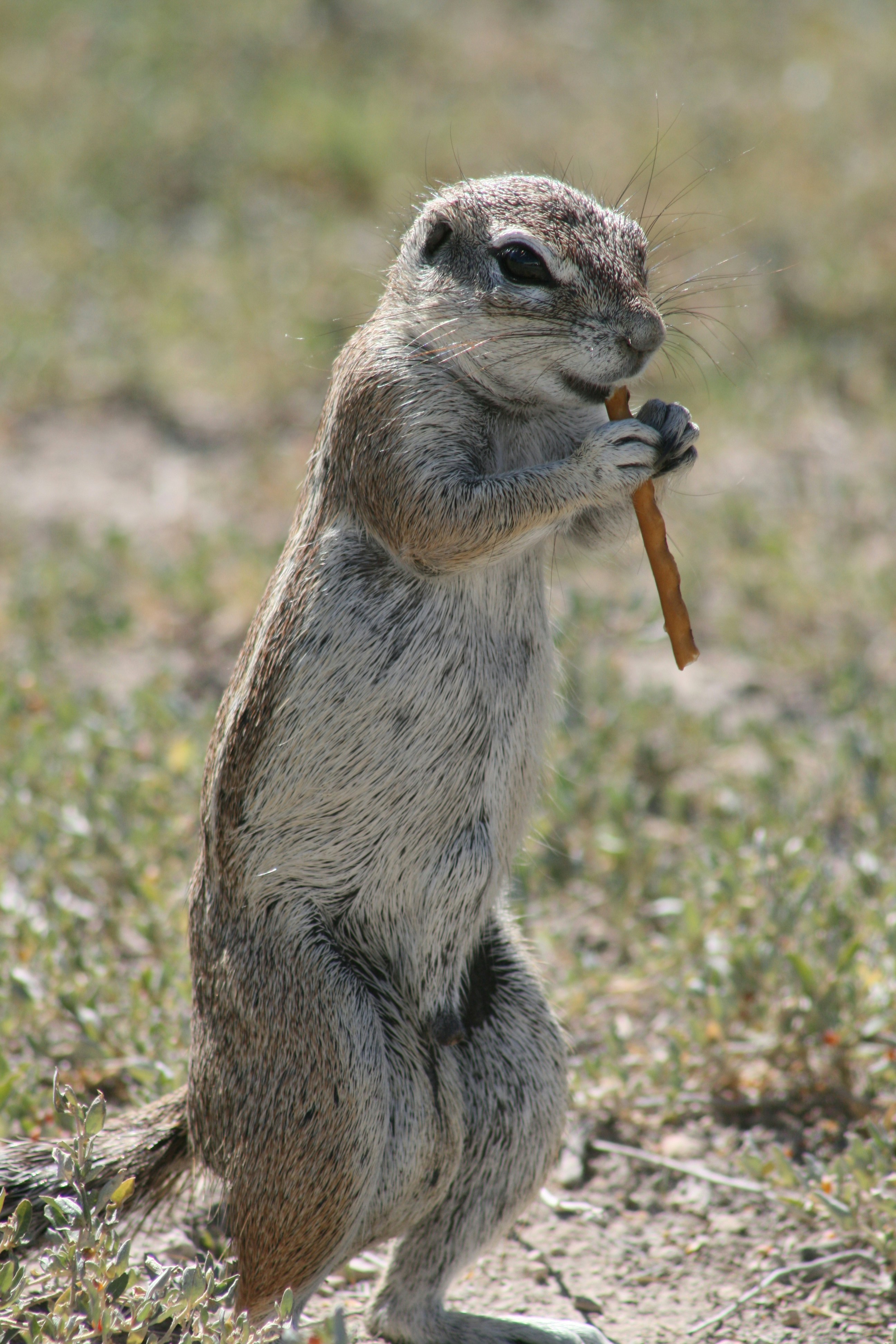 Upright Squirrel: A Tiny Forager Nibbles a Twig in a Sunlit Meadow