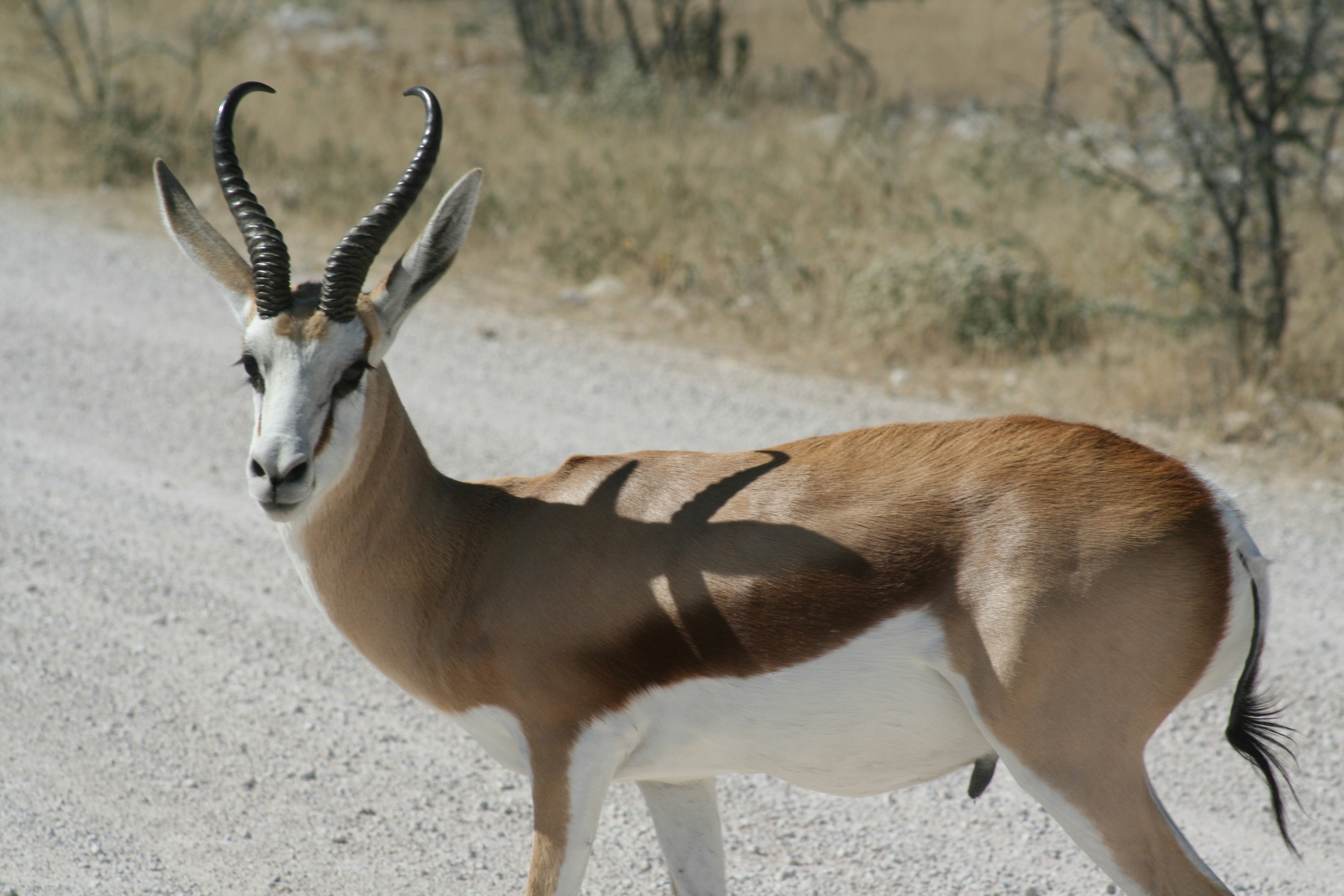 Photo by Amir Mortezaie with Canon EOS 400D