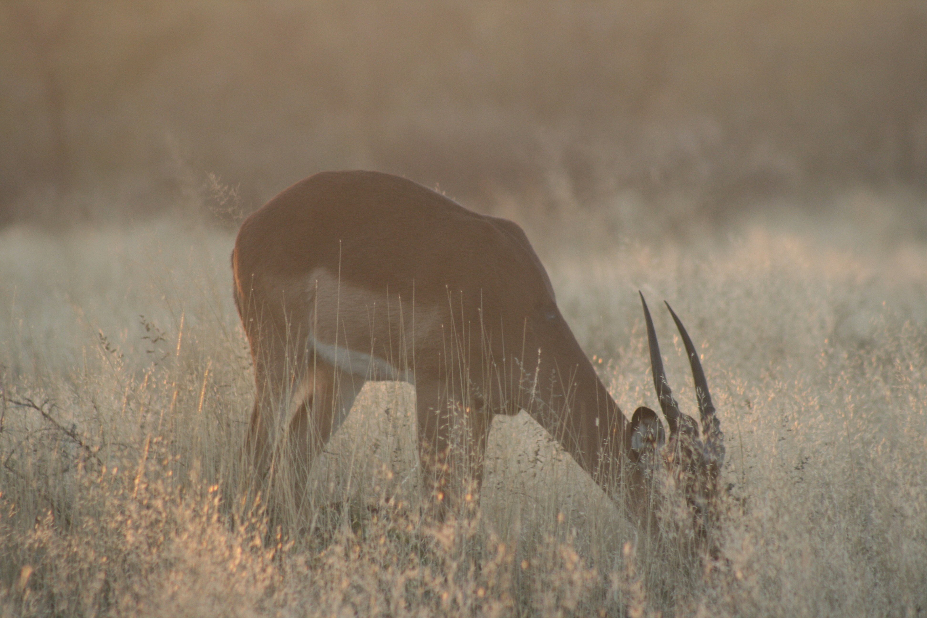 Photo by Amir Mortezaie with Canon EOS 400D