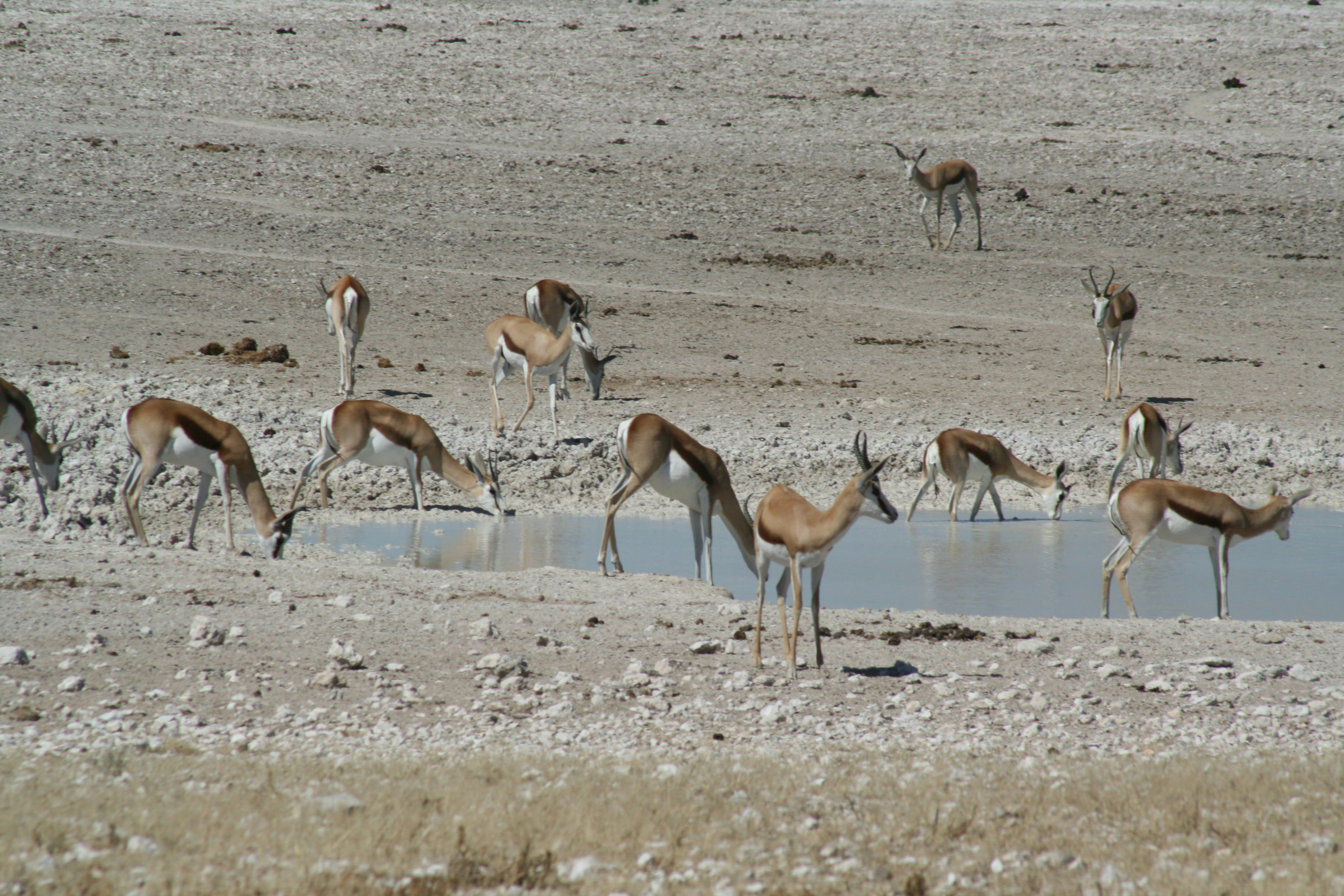 Gazelles Converge at a Parched Waterhole