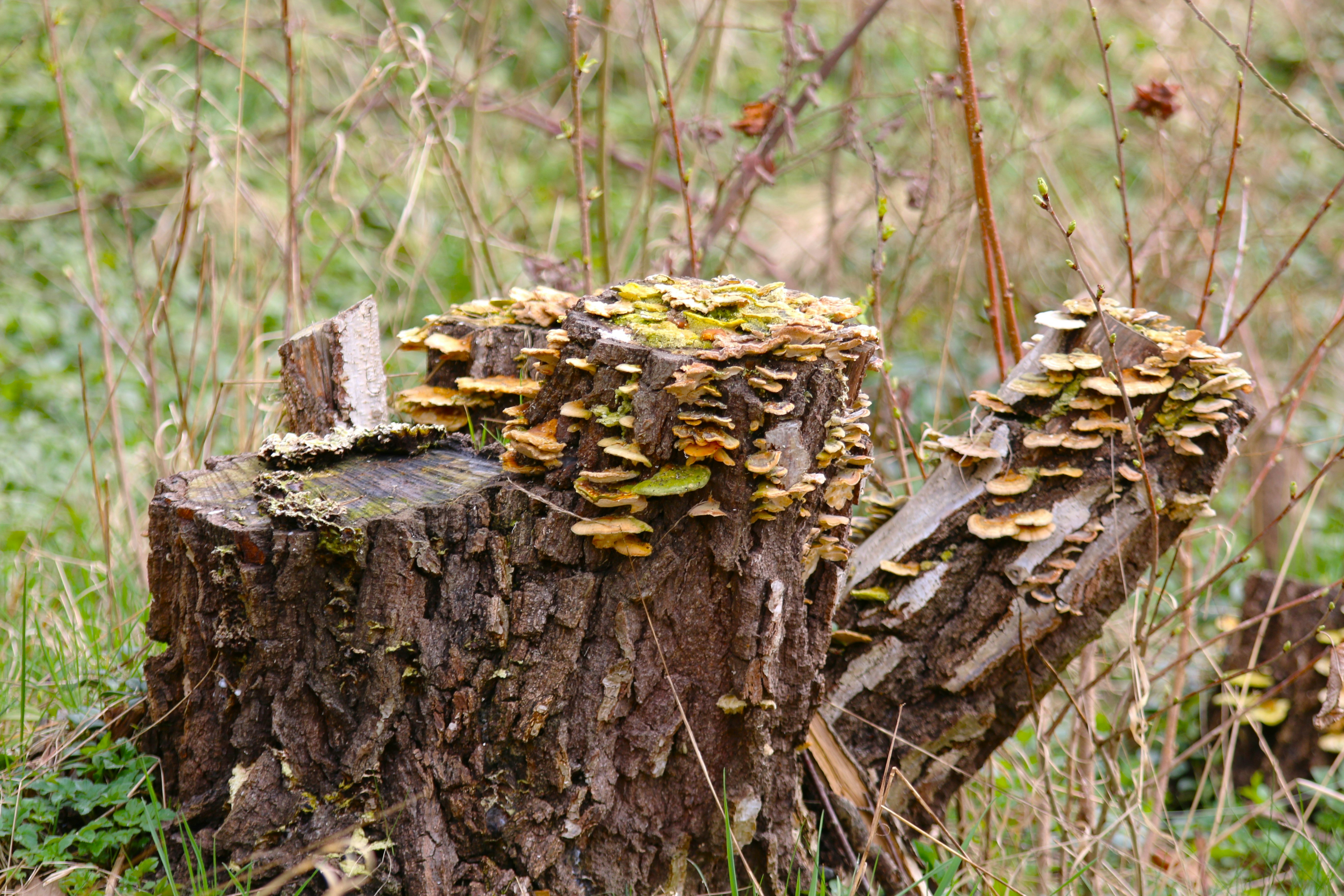 Moss-Cpeared Stump: Fungi Clusters on Weathered Logs
