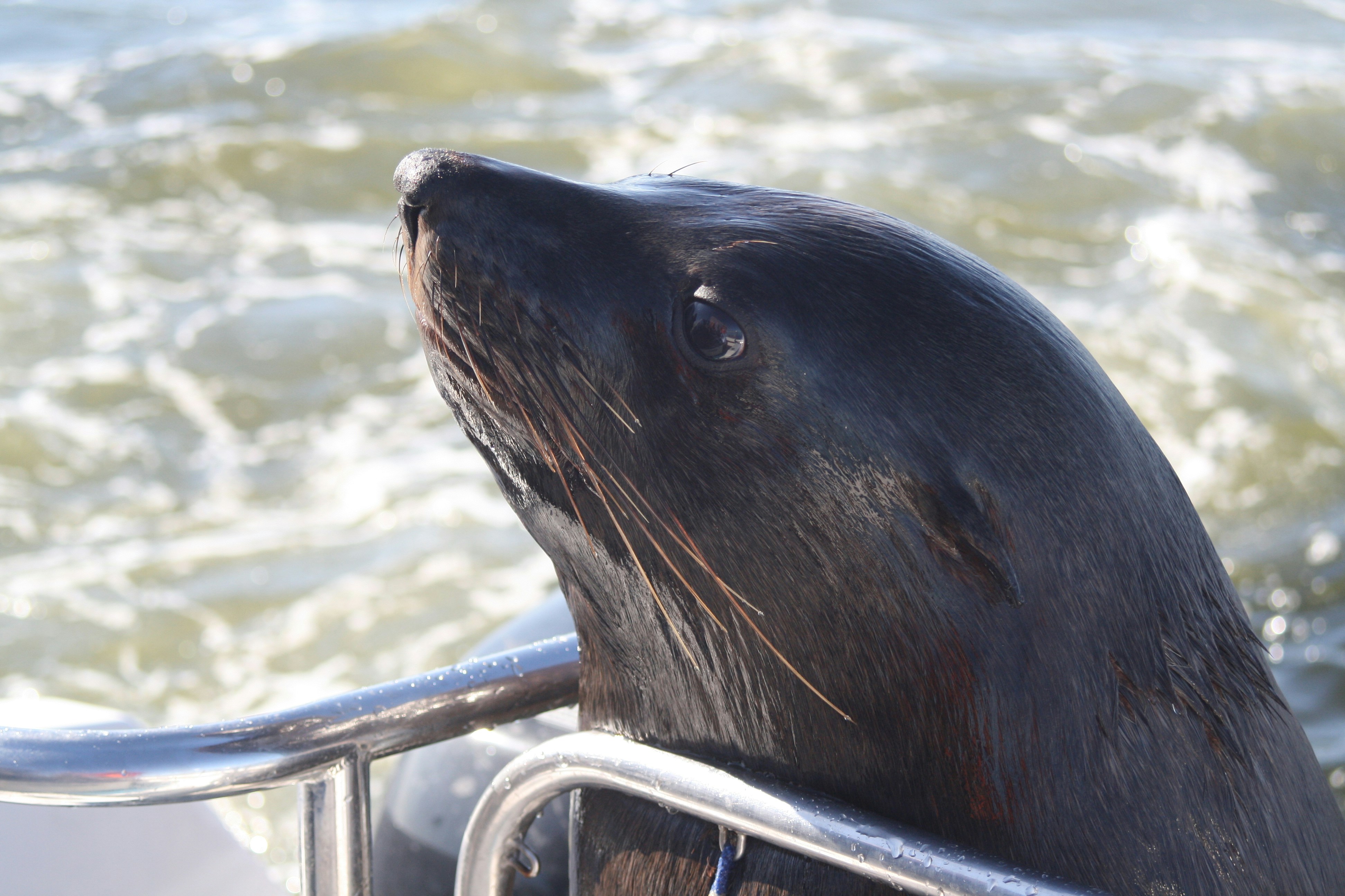 Close-up of a curious seal peering from a boat railing