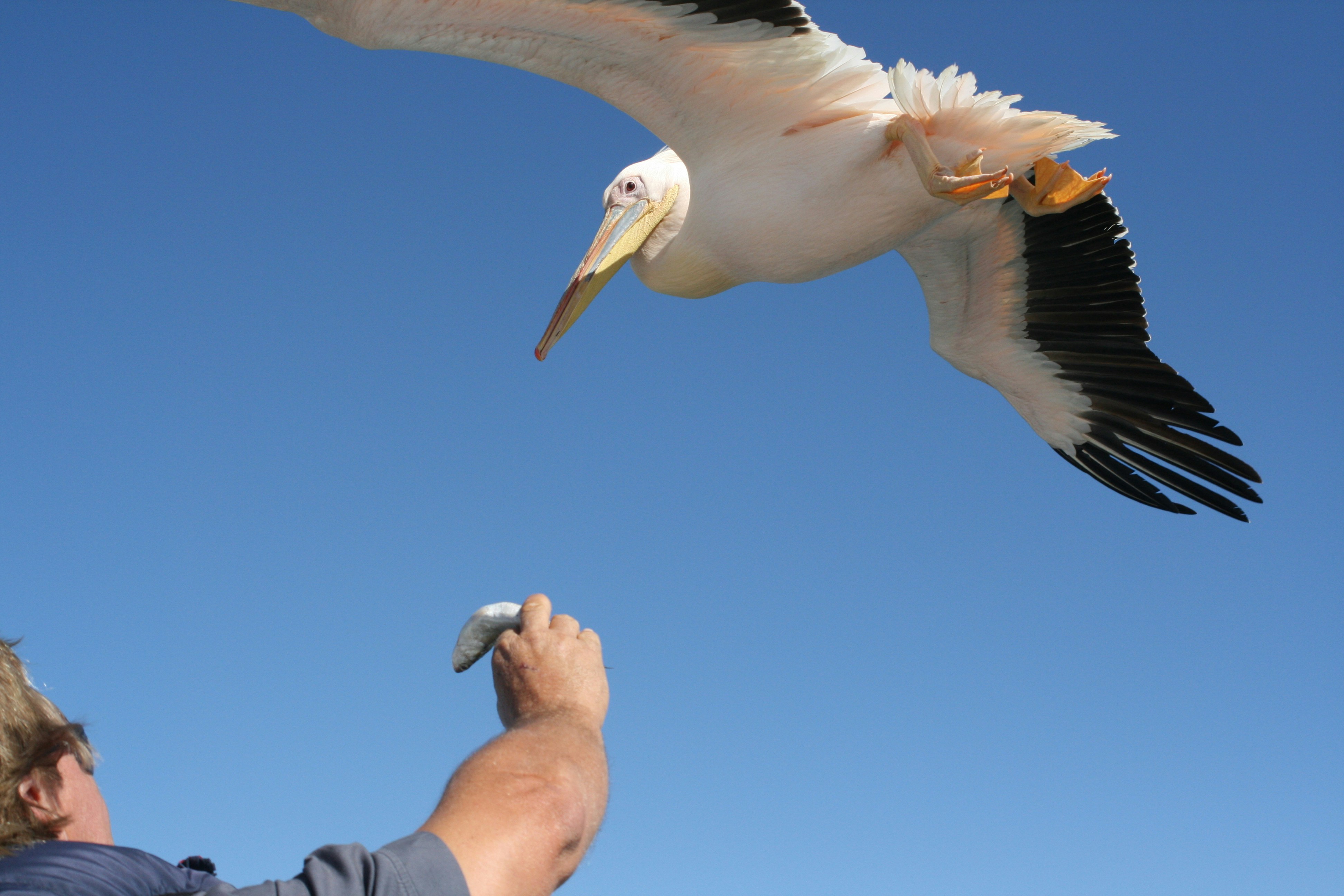 Gull's Leap: A Feathered Visitor Halts a Human Offer