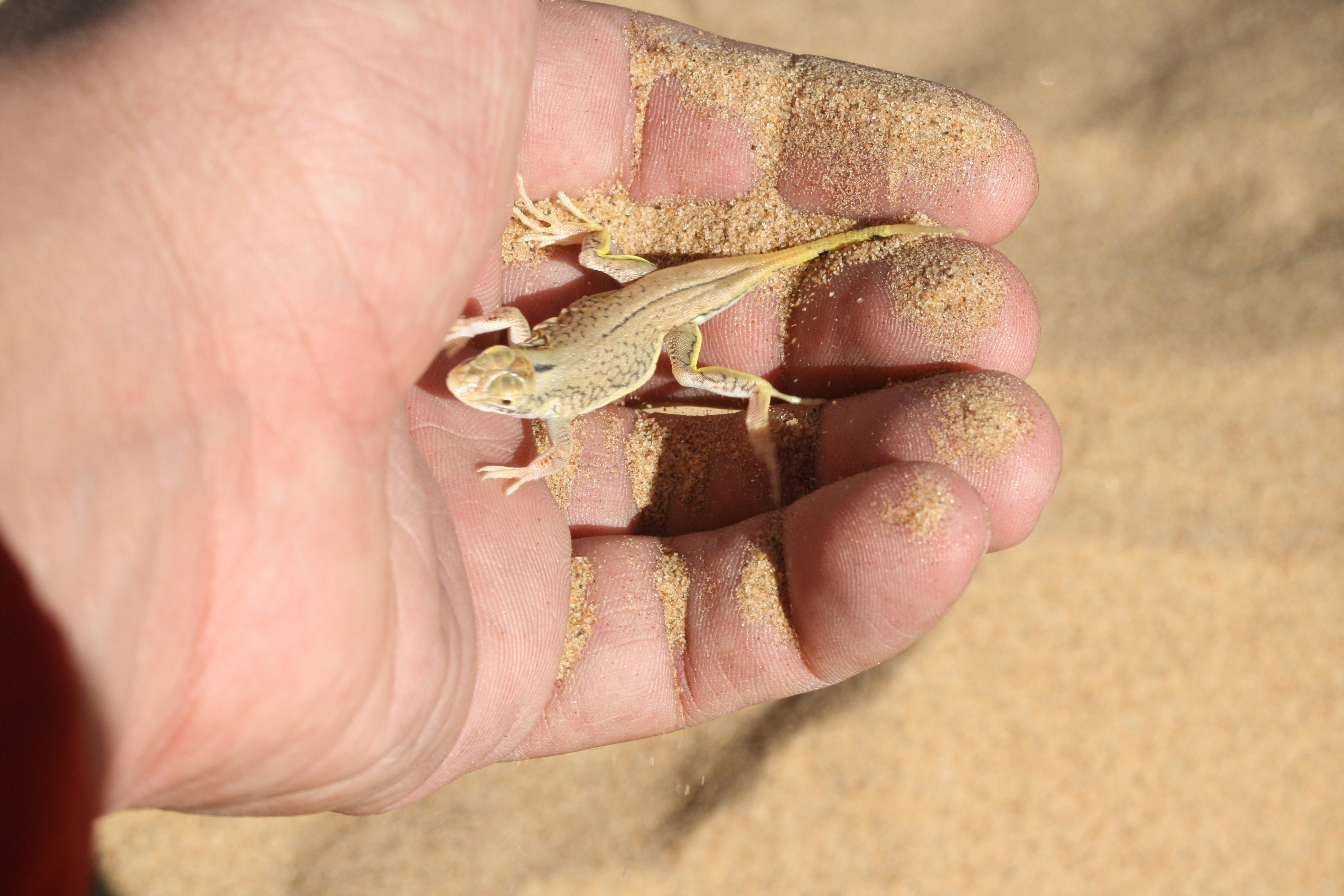 Desert Gecko Resting in a Dusty Palm