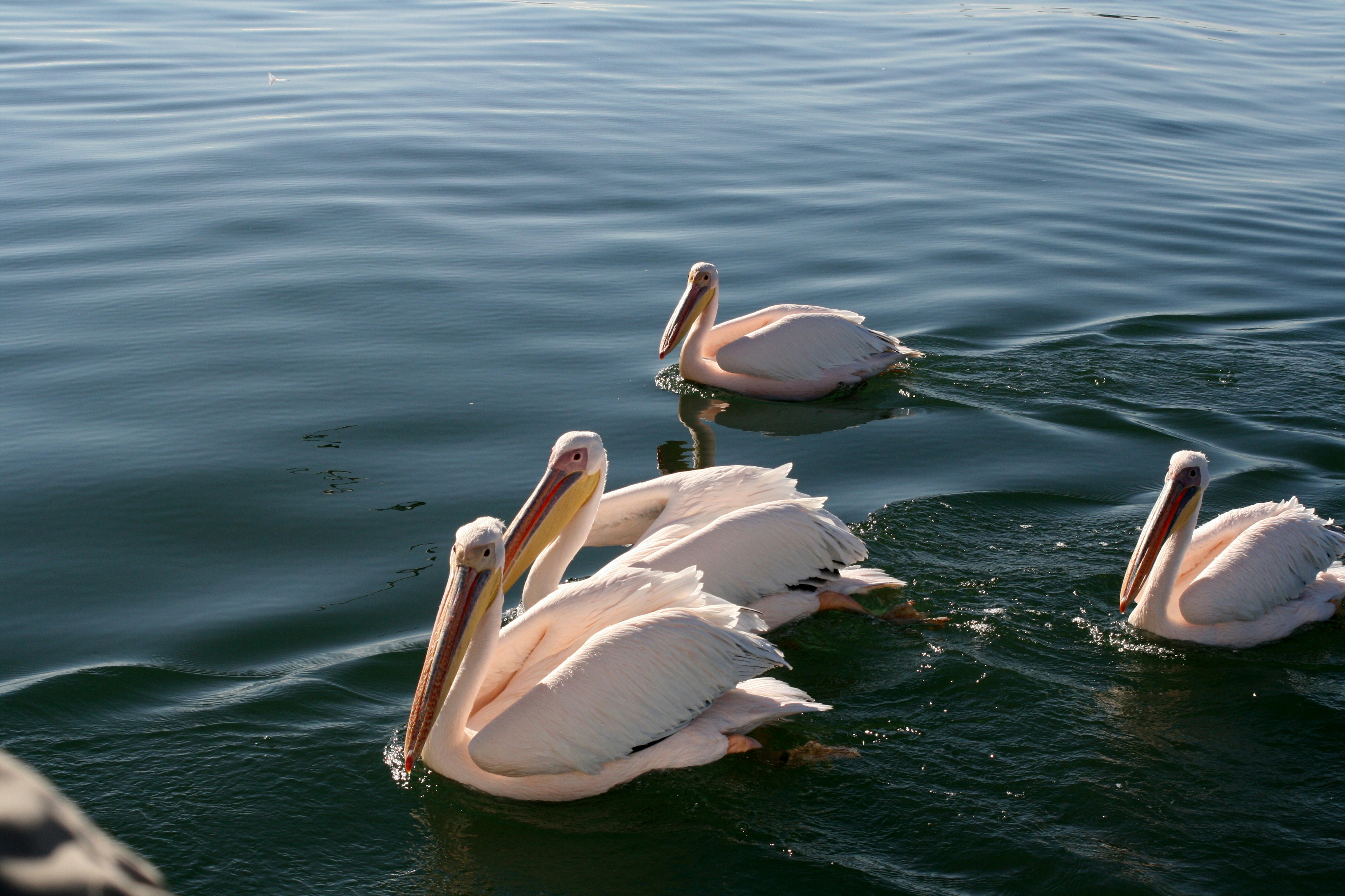 A flock of pelicans floating on top of a body of water photo – Free ...