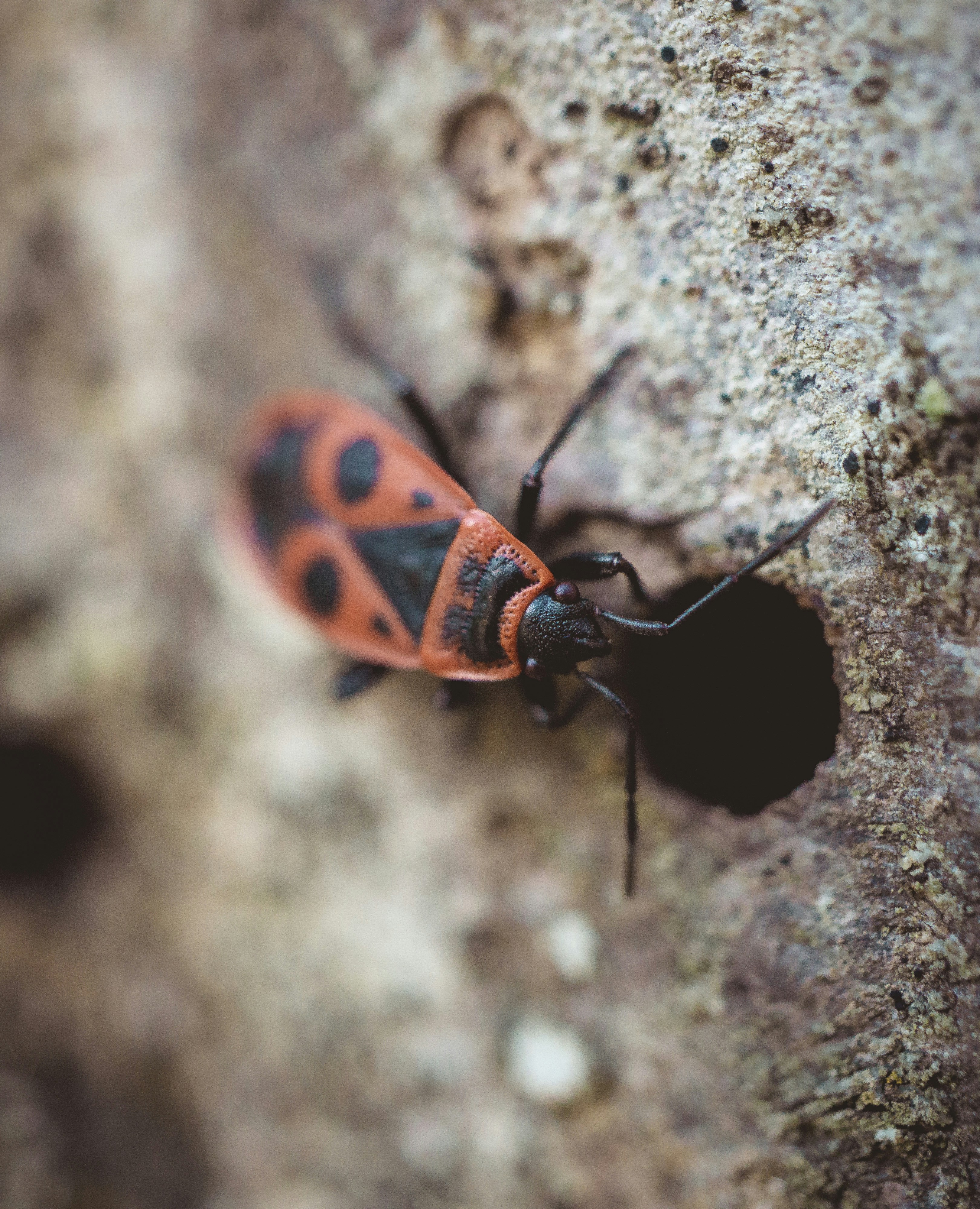 Firebug on Weathered Bark: A Macro Portrait of Color and Texture