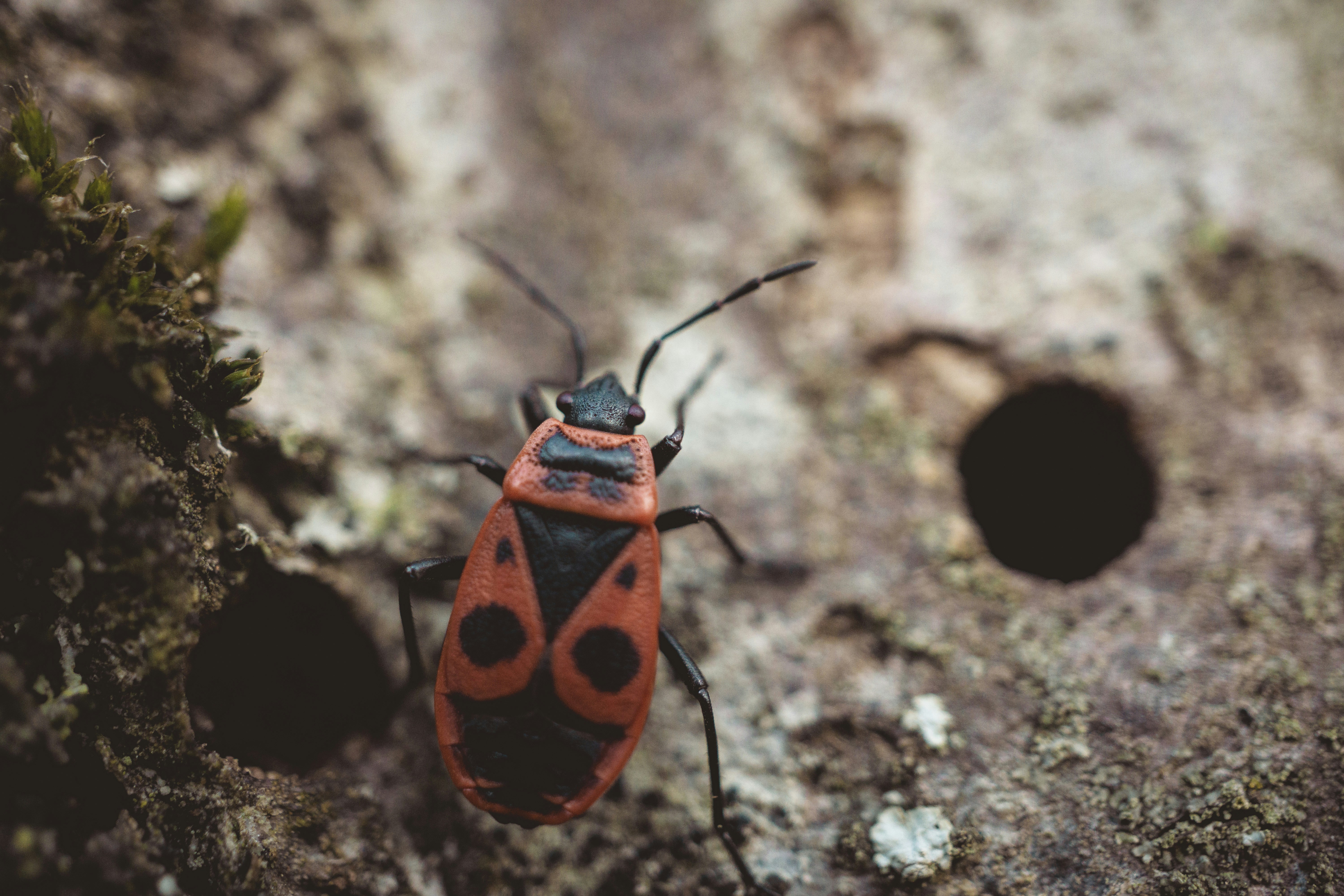 Red Marmorated Bug on Mossy Bark: A Close-Up Wake of Color and Texture