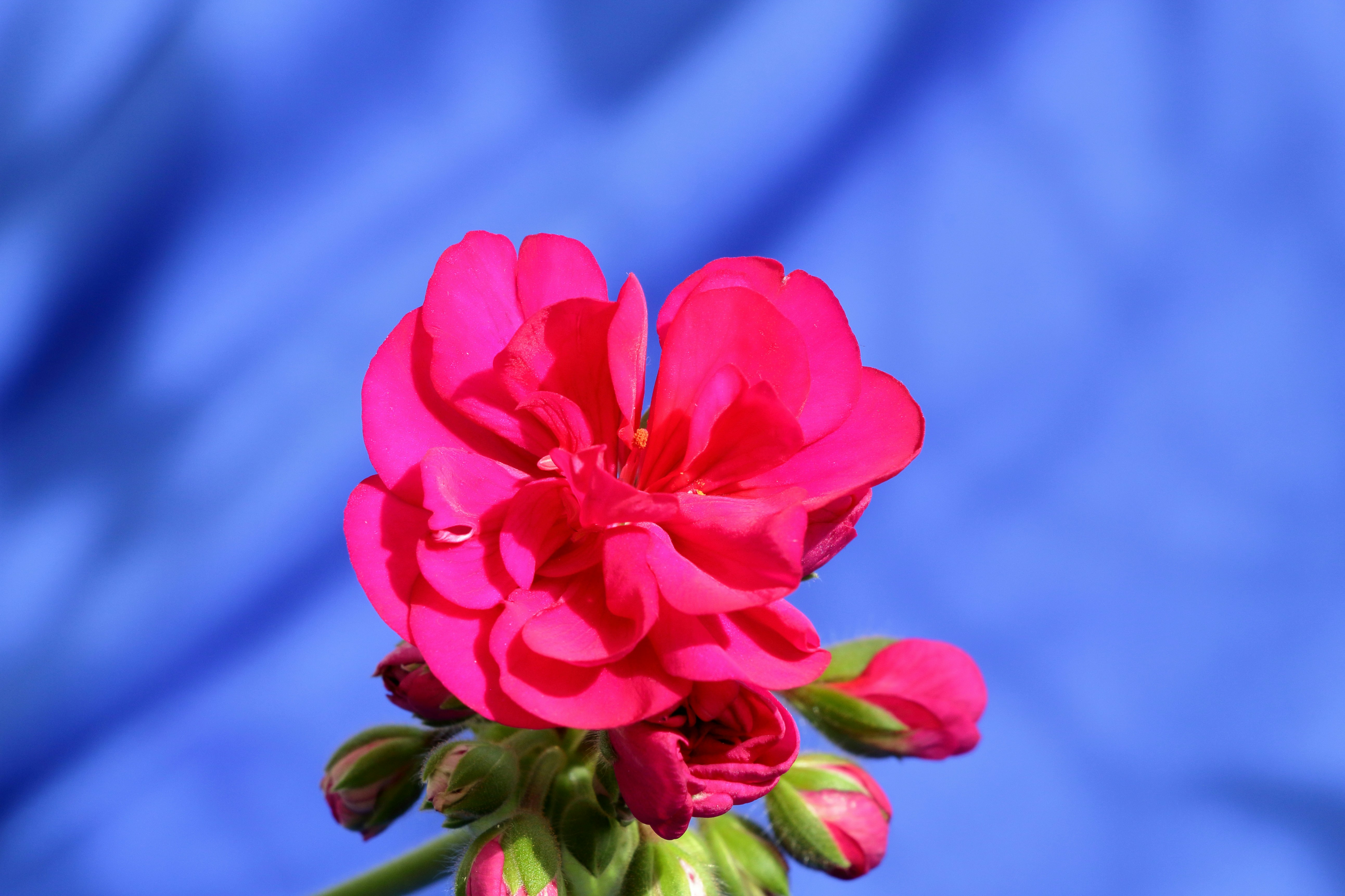 Neon pink geranium against a cobalt backdrop