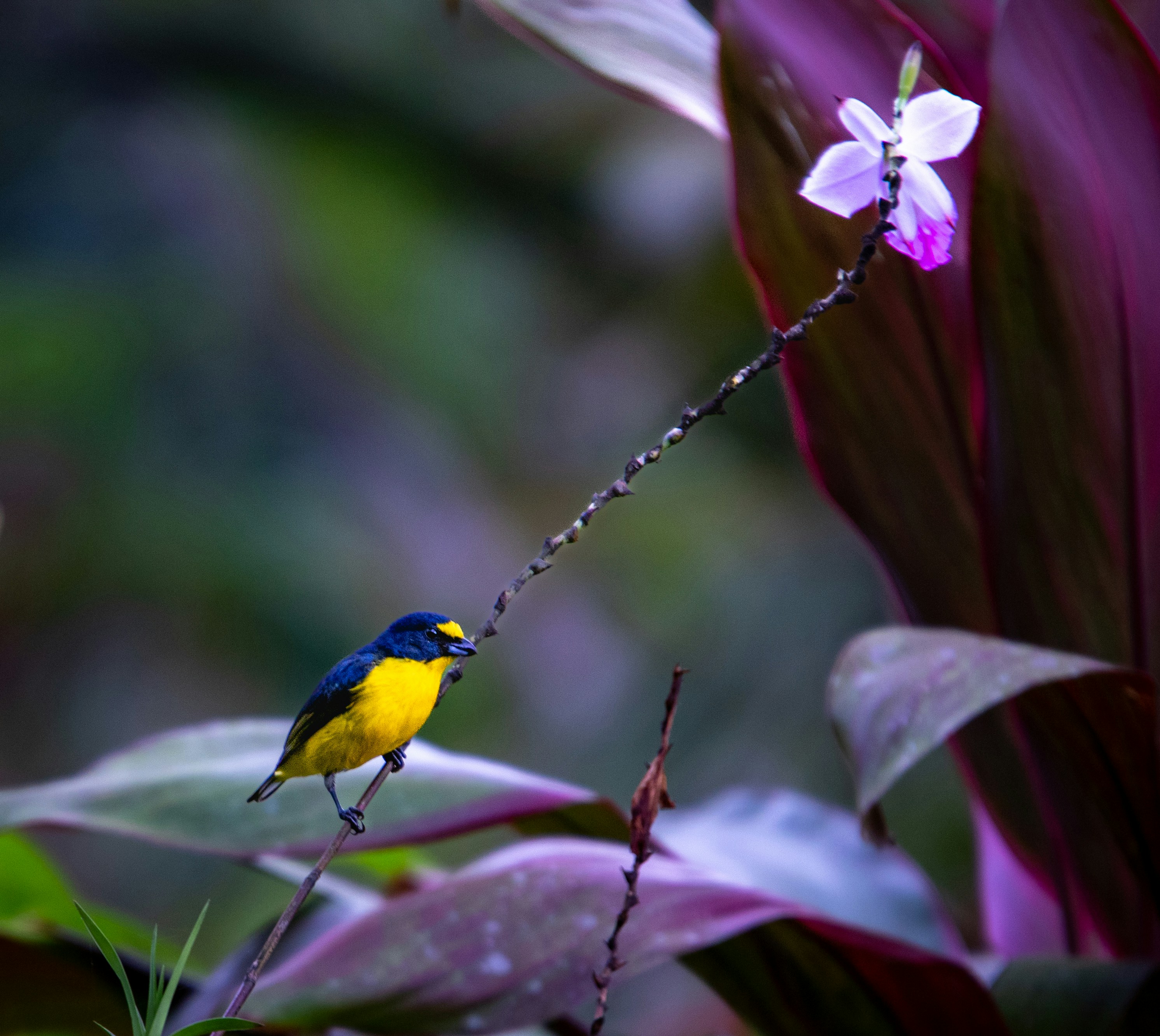 This image depicts a Yellow-throated Euphonia perched on a thin stem, with a backdrop of green and purple leaves and a delicate white and purple flower.
