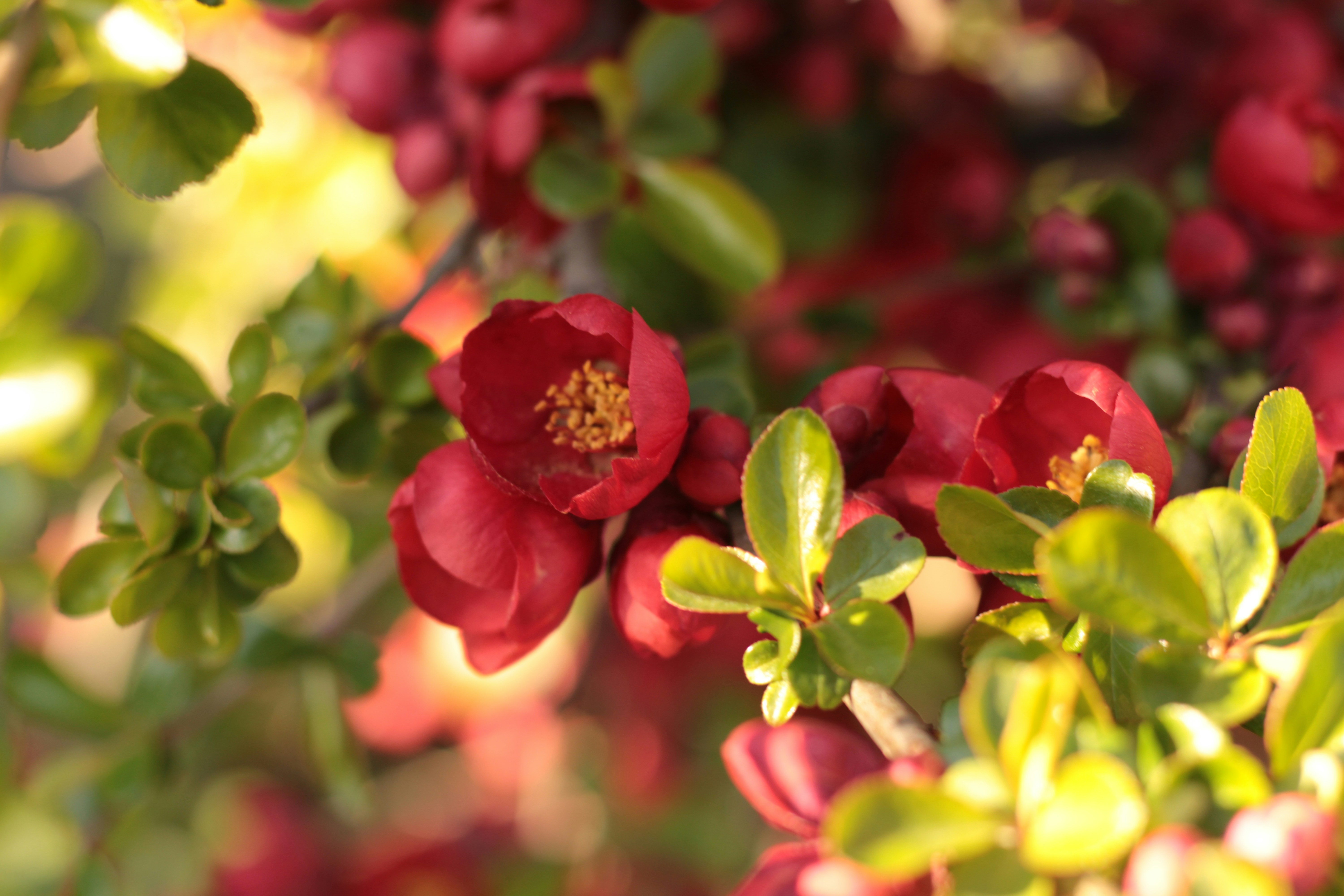 Crimson Blooms Amidst Lush Greenery