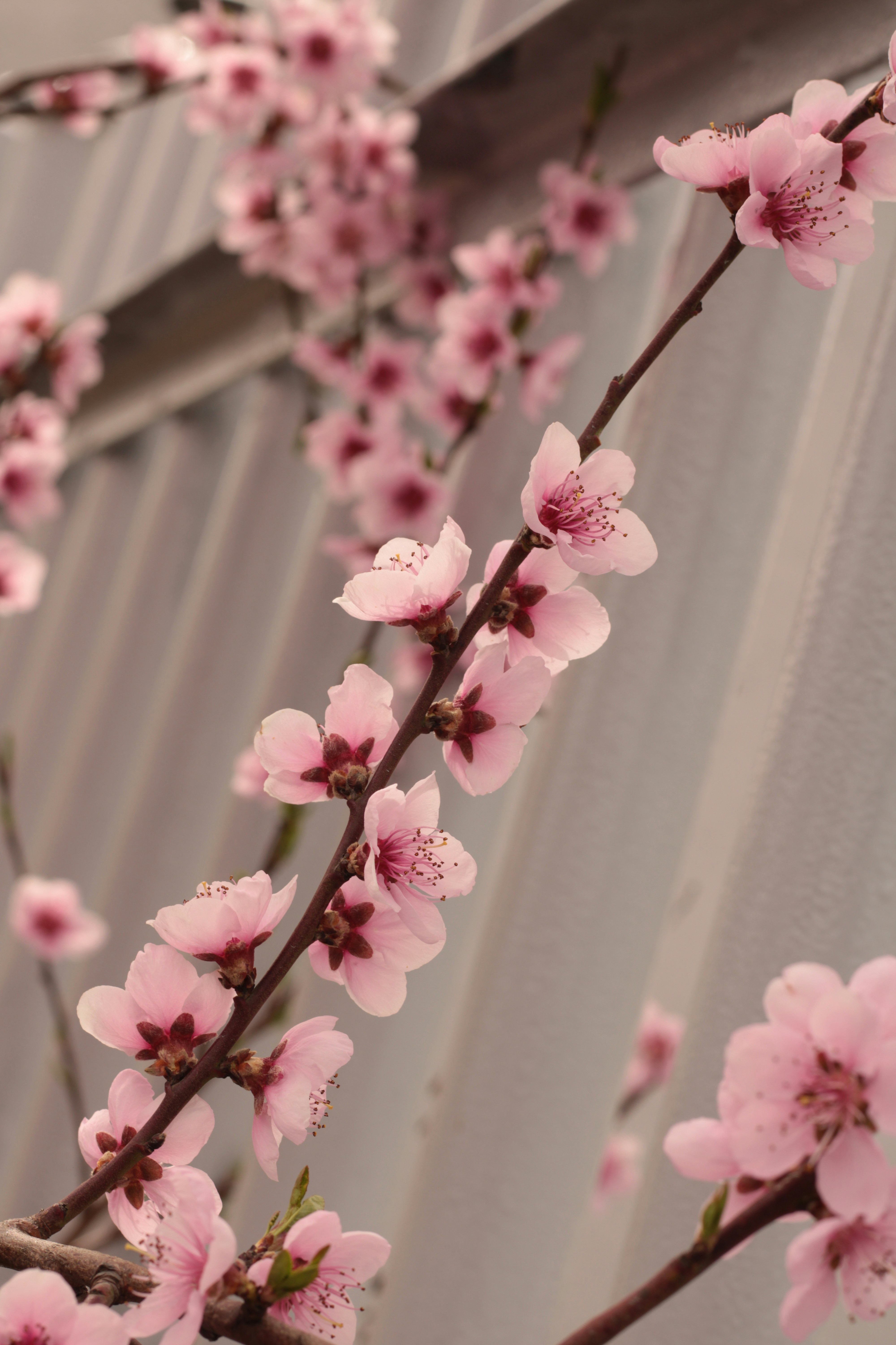 Diagonal Bloom: Pink Cherry Branches in Soft Focus