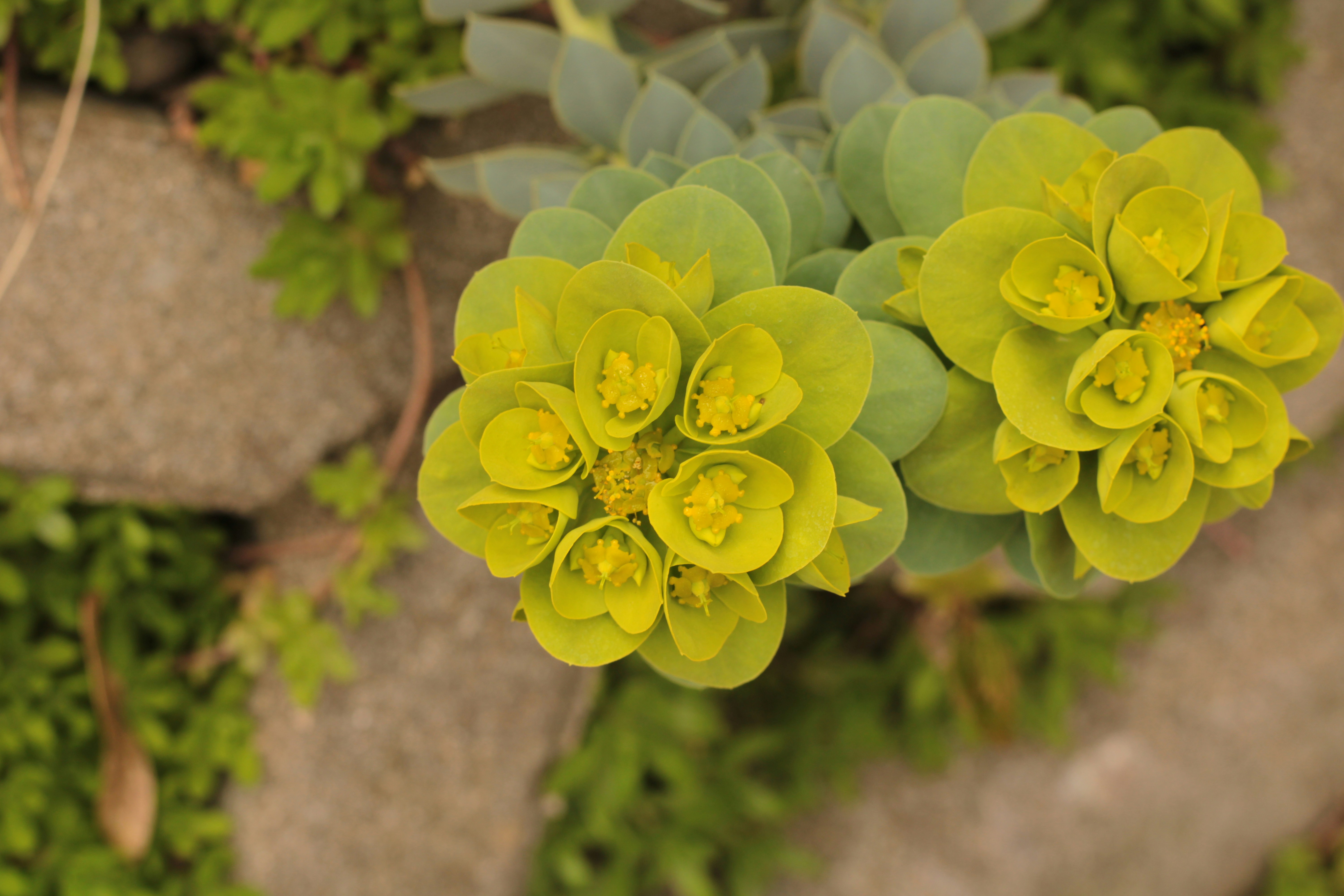 a group of yellow flowers sitting on top of a stone wall