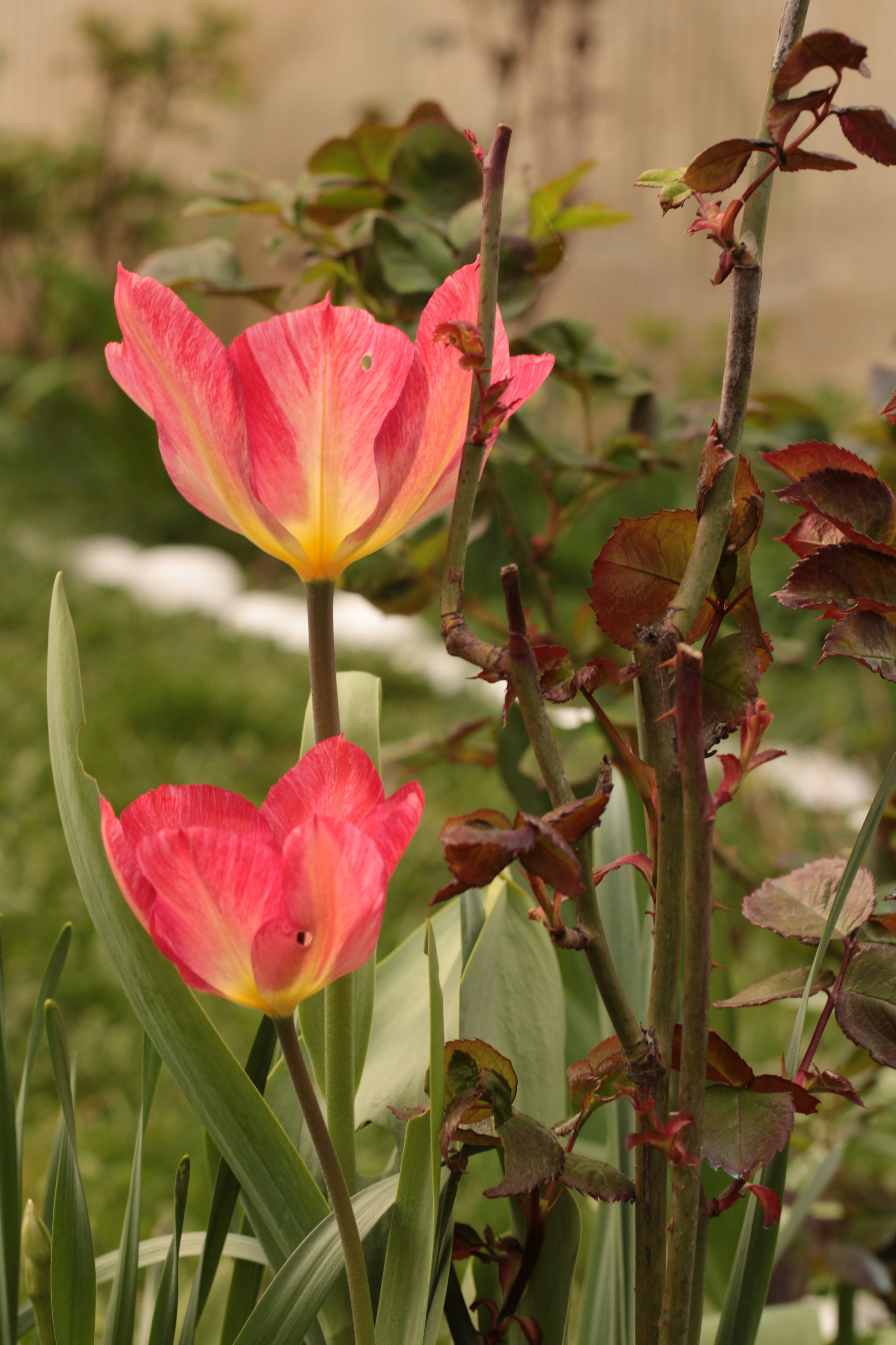 Coral-Pink Tulips Bathed in Morning Garden Light
