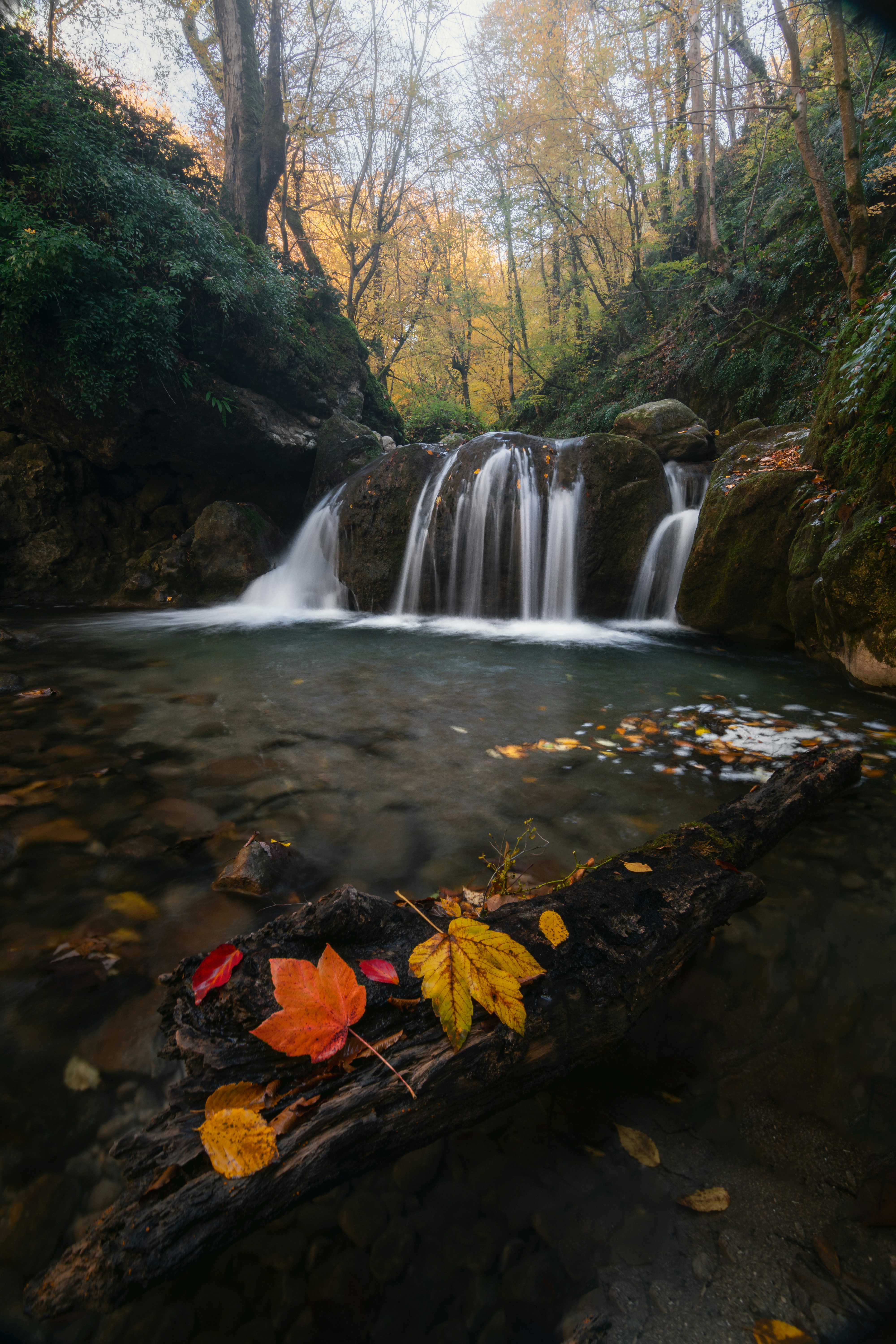 Vibrant autumn leaves resting on a mossy log beside a gentle waterfall in a serene forest setting.
