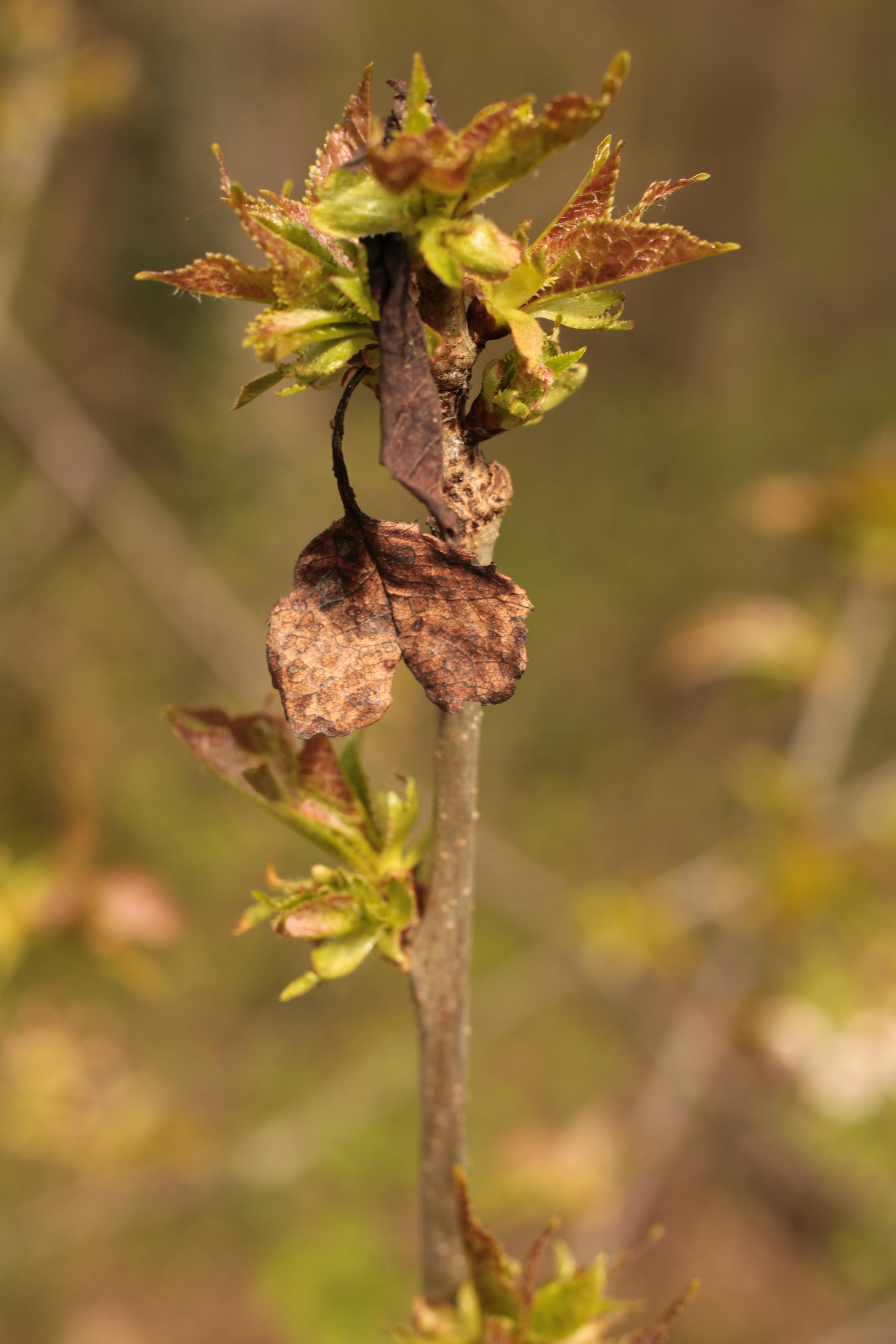 A close up of a plant with leaves photo – Free New leaves Image on Unsplash