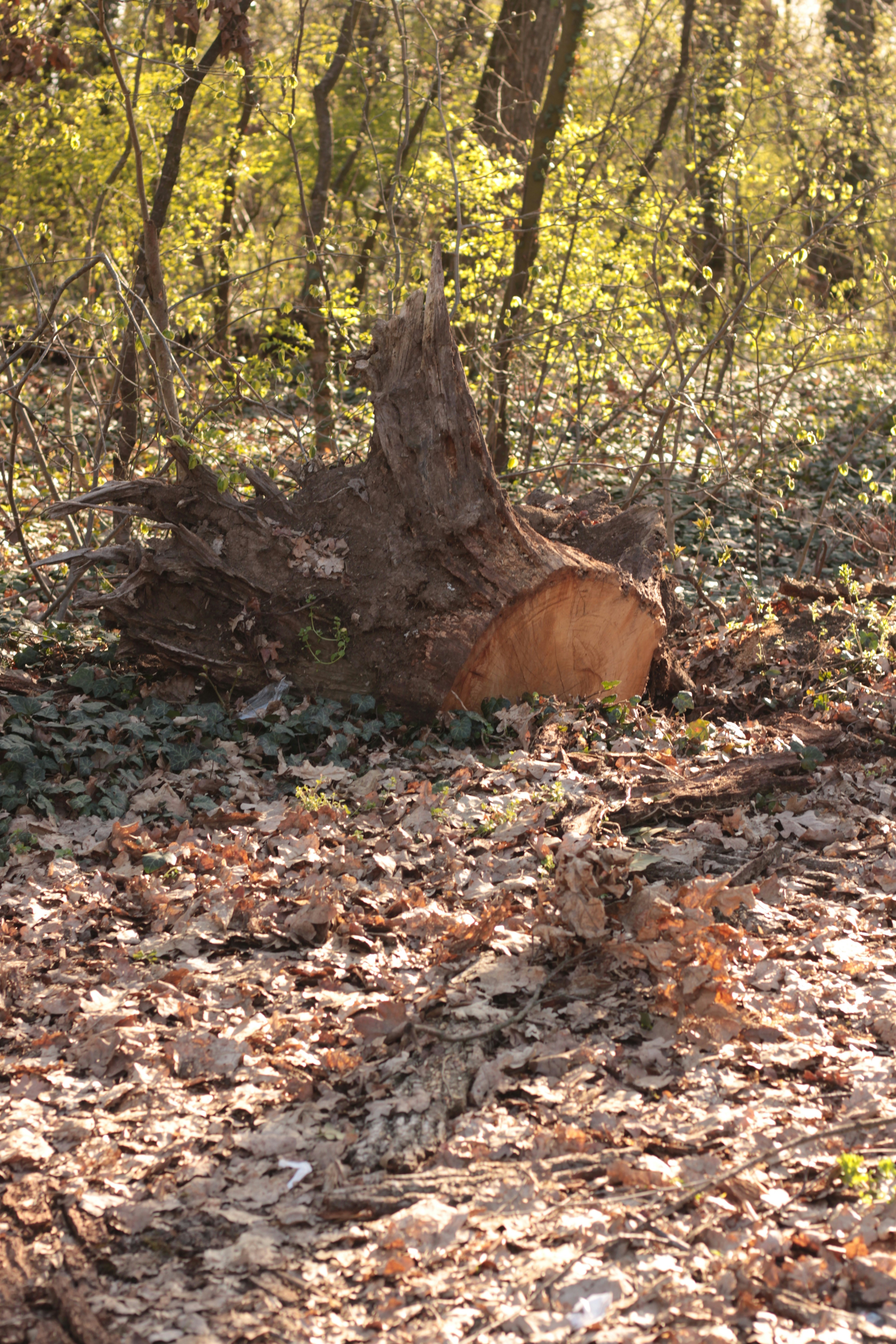 A large tree stump in the middle of a forest photo – Free Forest Image ...