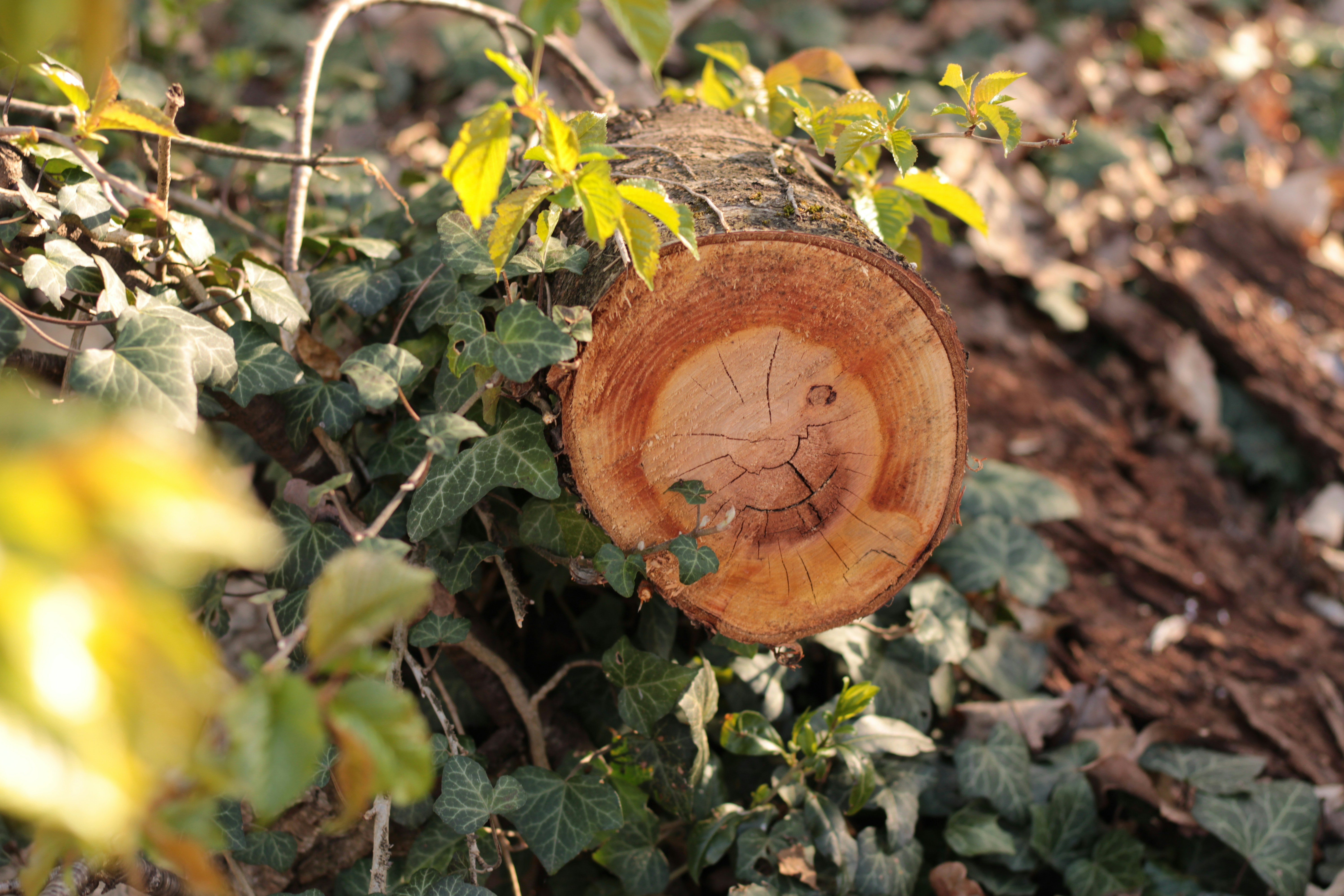 Nature's Cross-Section: The Story Within the Log