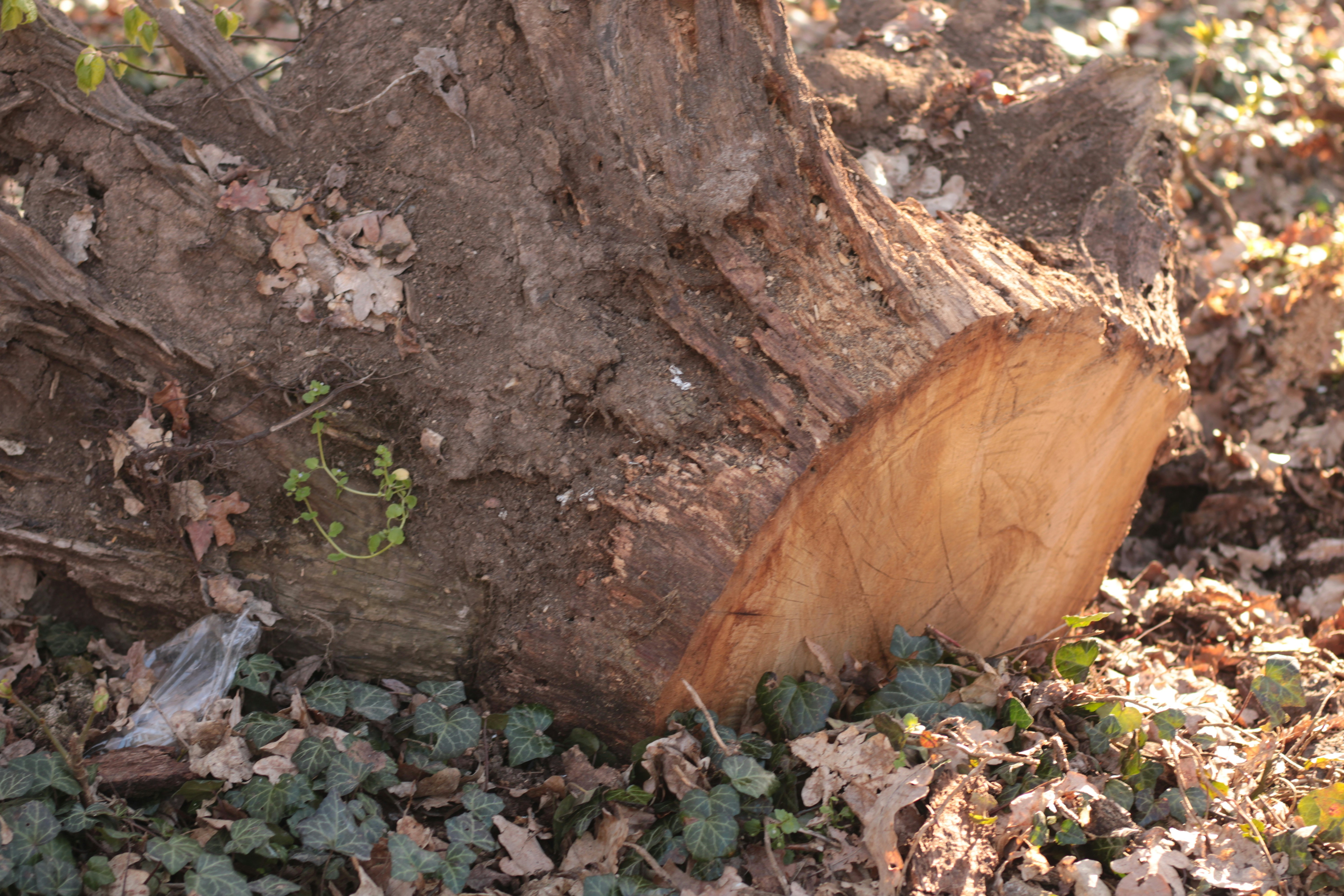 Sunlit Cross-Section: A Quiet Moment at the Forest Floor
