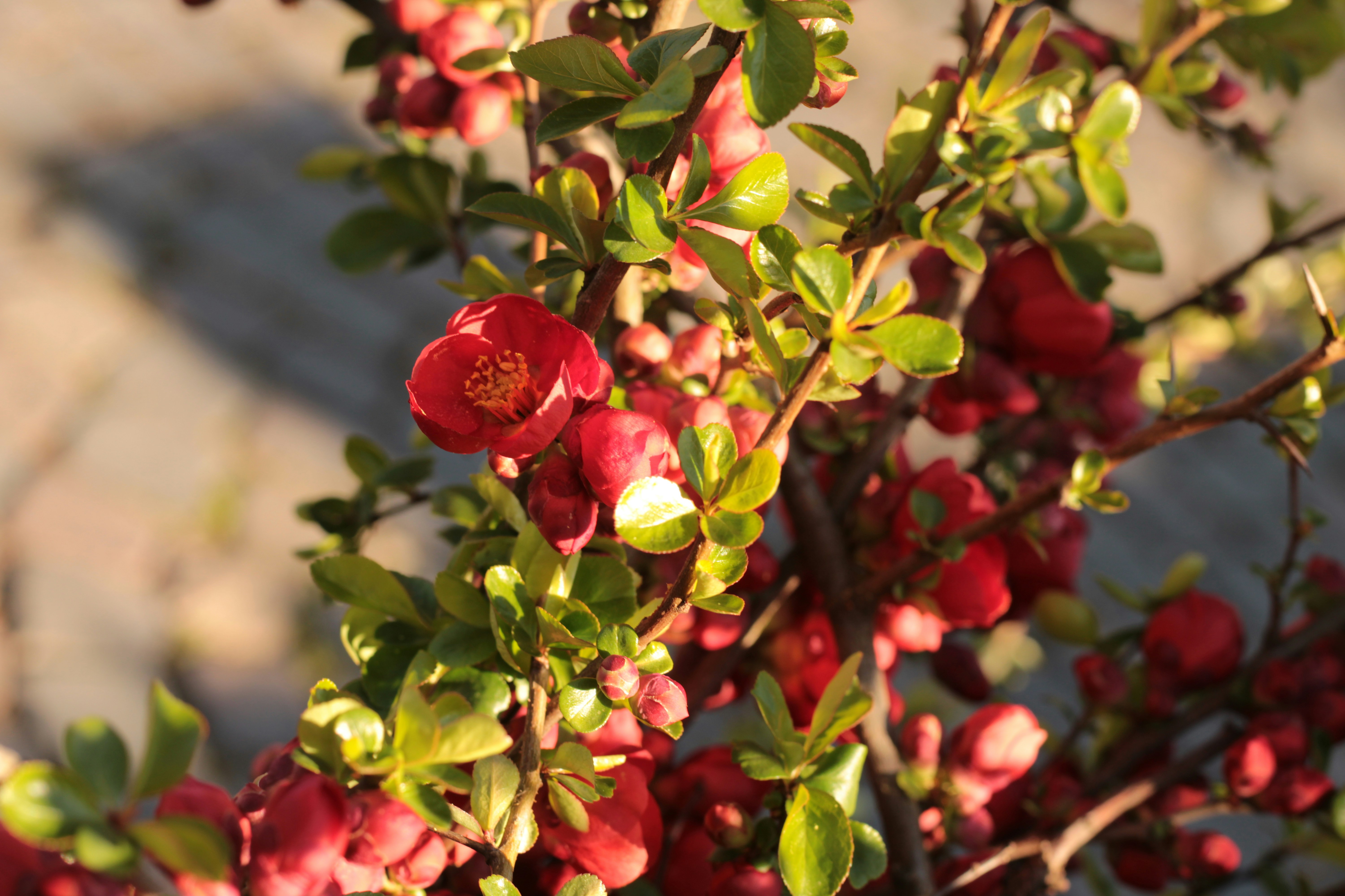 Sunlit Crimson Quince Blossoms Adorn a Thorny Branch