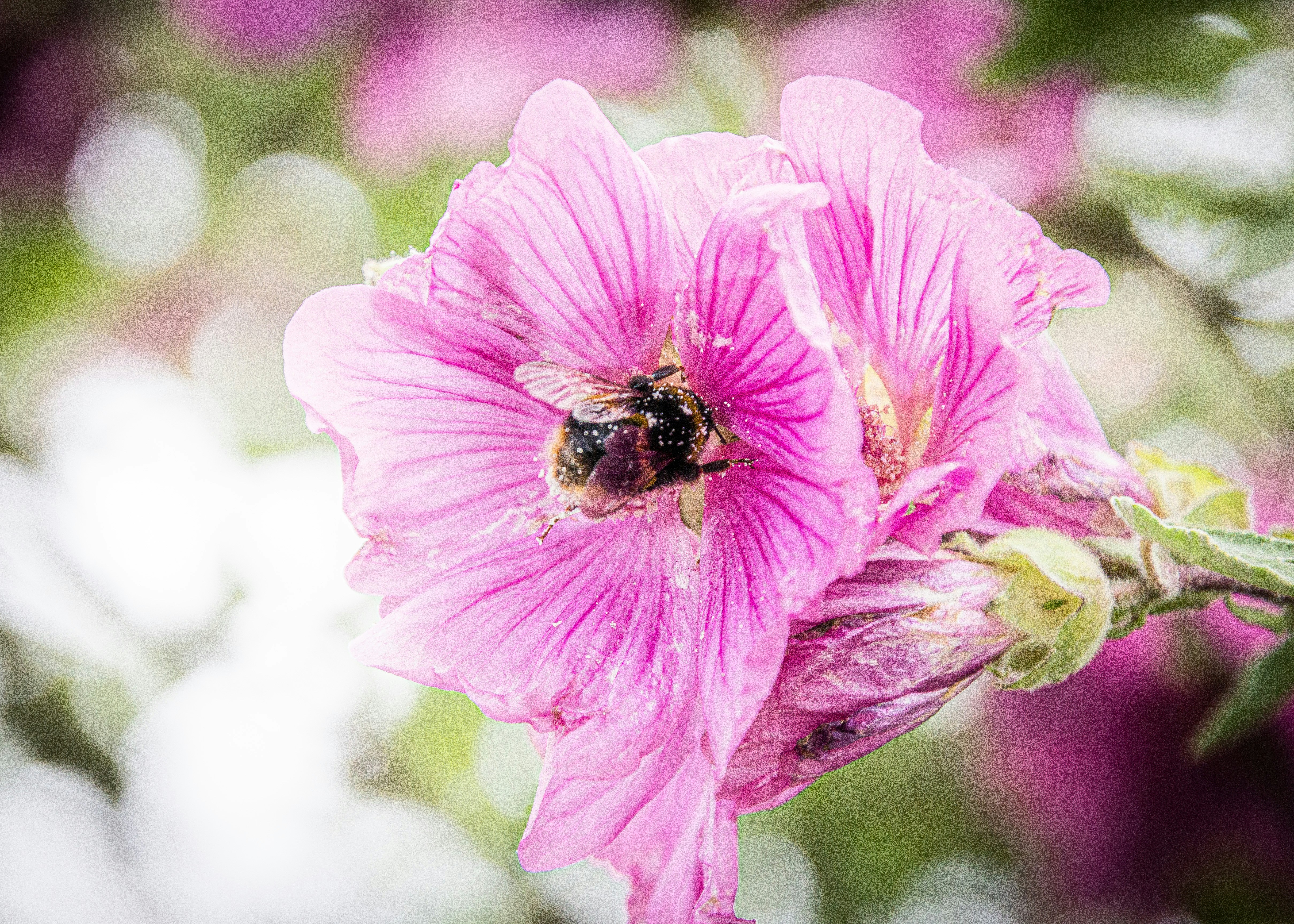 Bee at the Center of a Velvet Pink Bloom: A Close-Up on Pollination