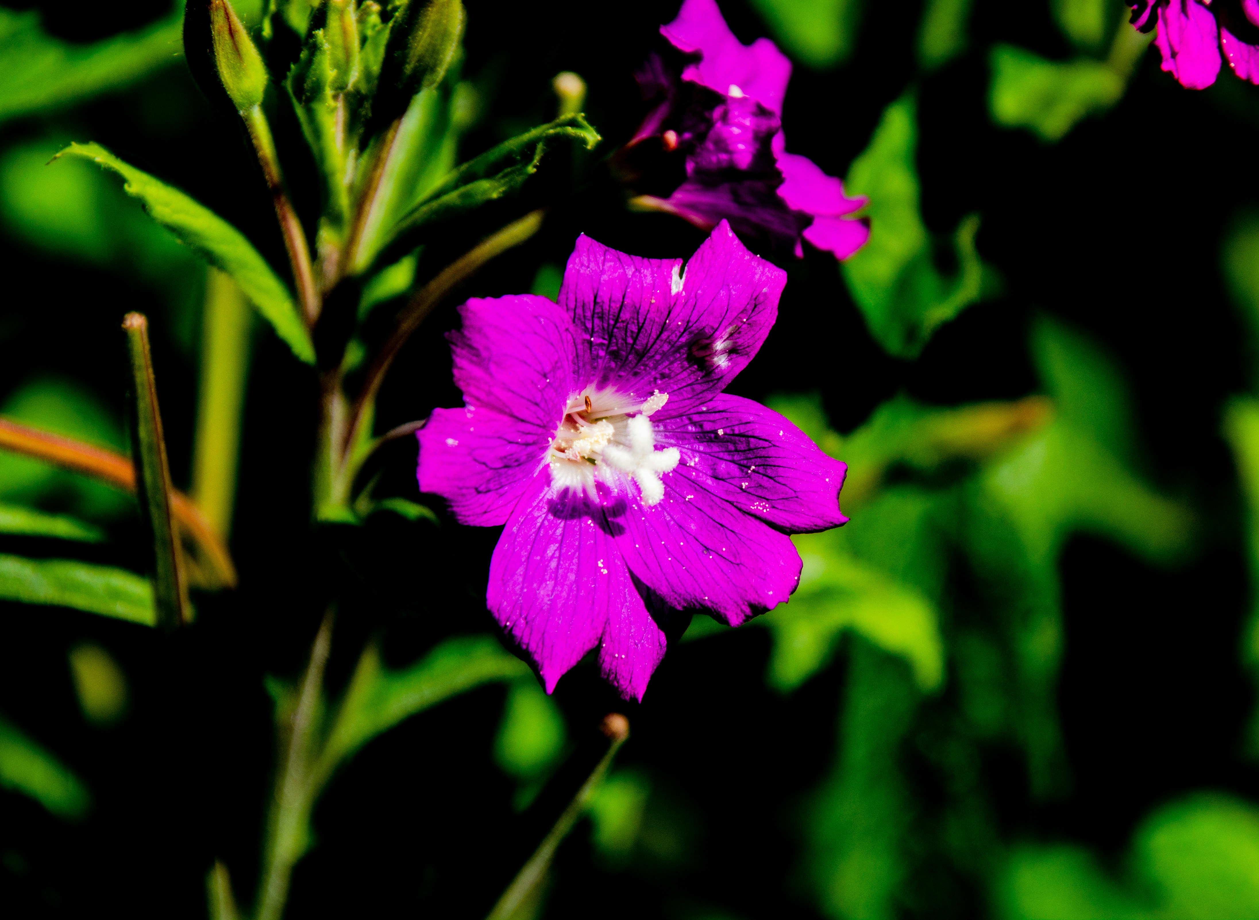 Crystalline Dew on a Magenta Bloom in a Shadowed Garden