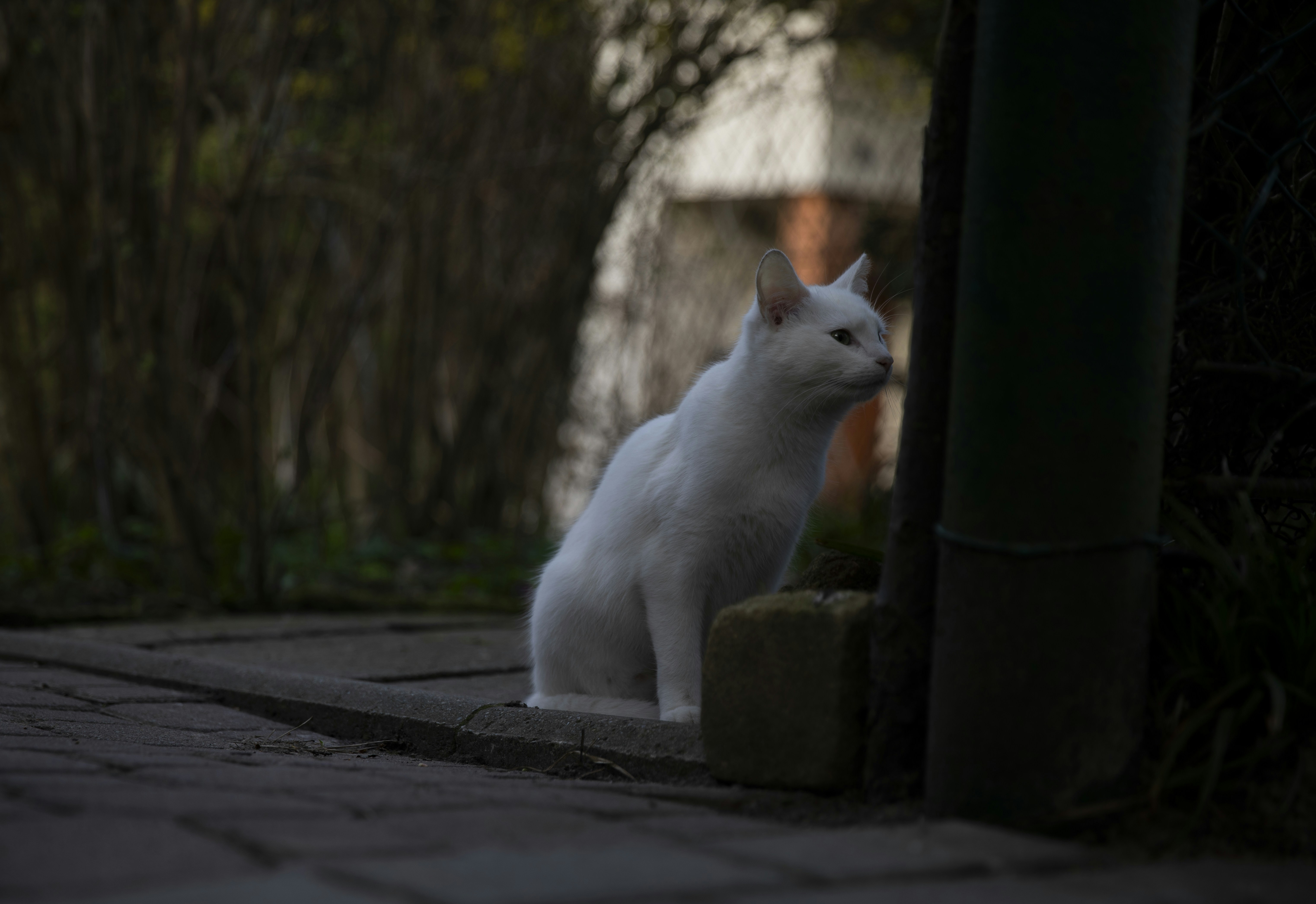 The Quiet Sentinel: White Cat in a Shadowed Courtyard