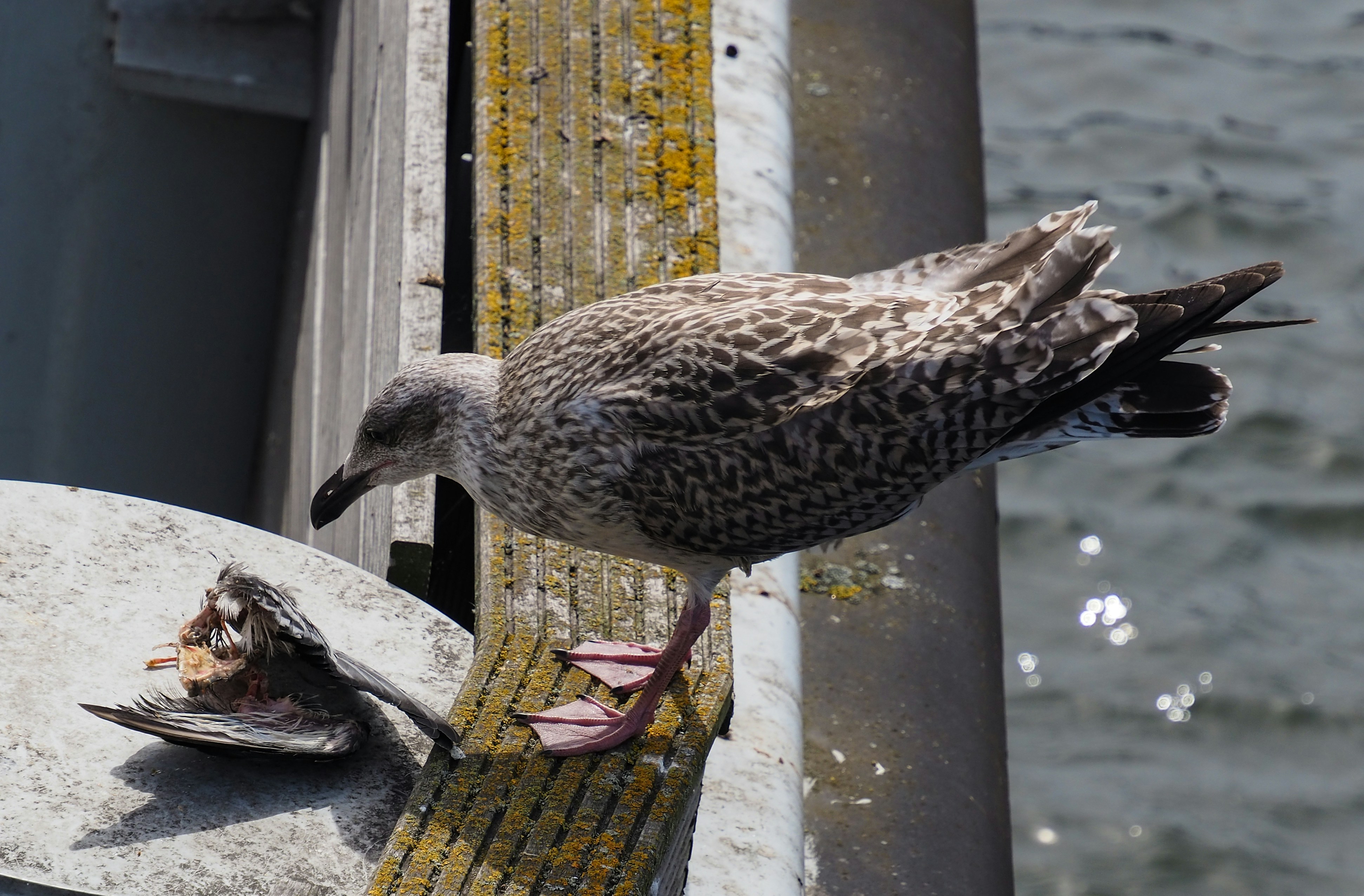 Seabird Over the Threshold: A Recovery Moment on the Dock