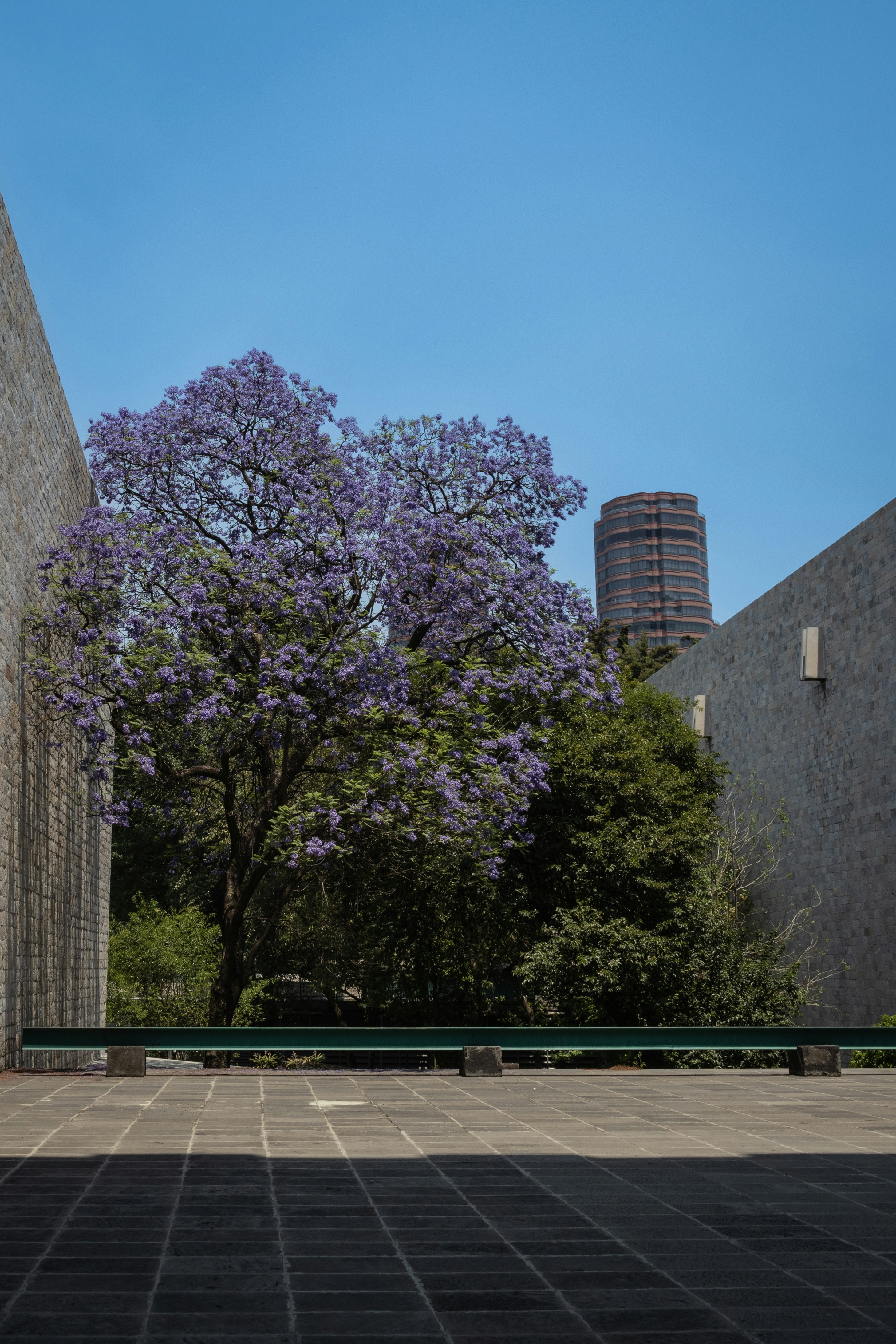 Quiet Courtyard with Flowering Tree Framed by Architectural Walls