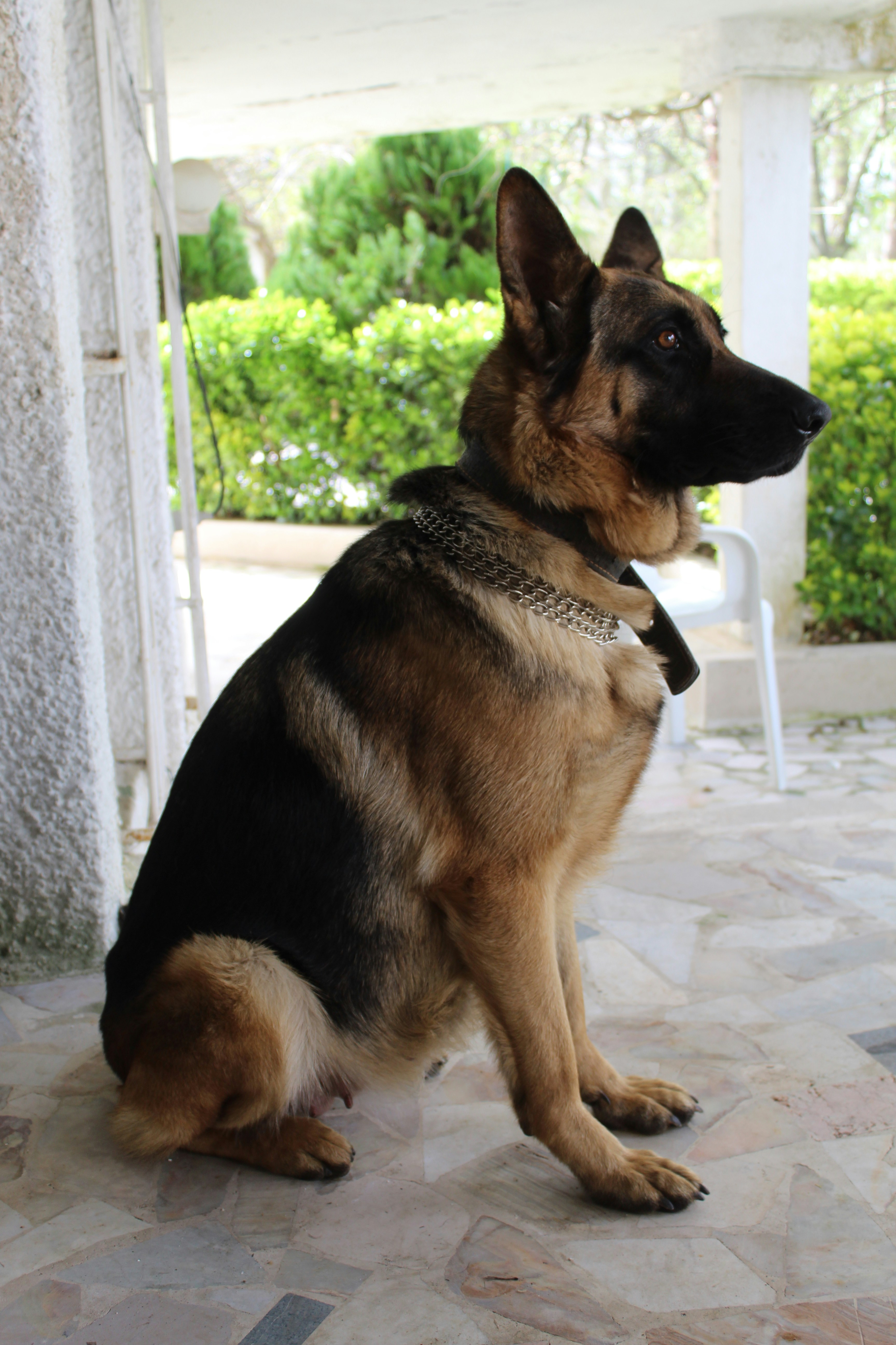 a german shepard dog sitting on a patio