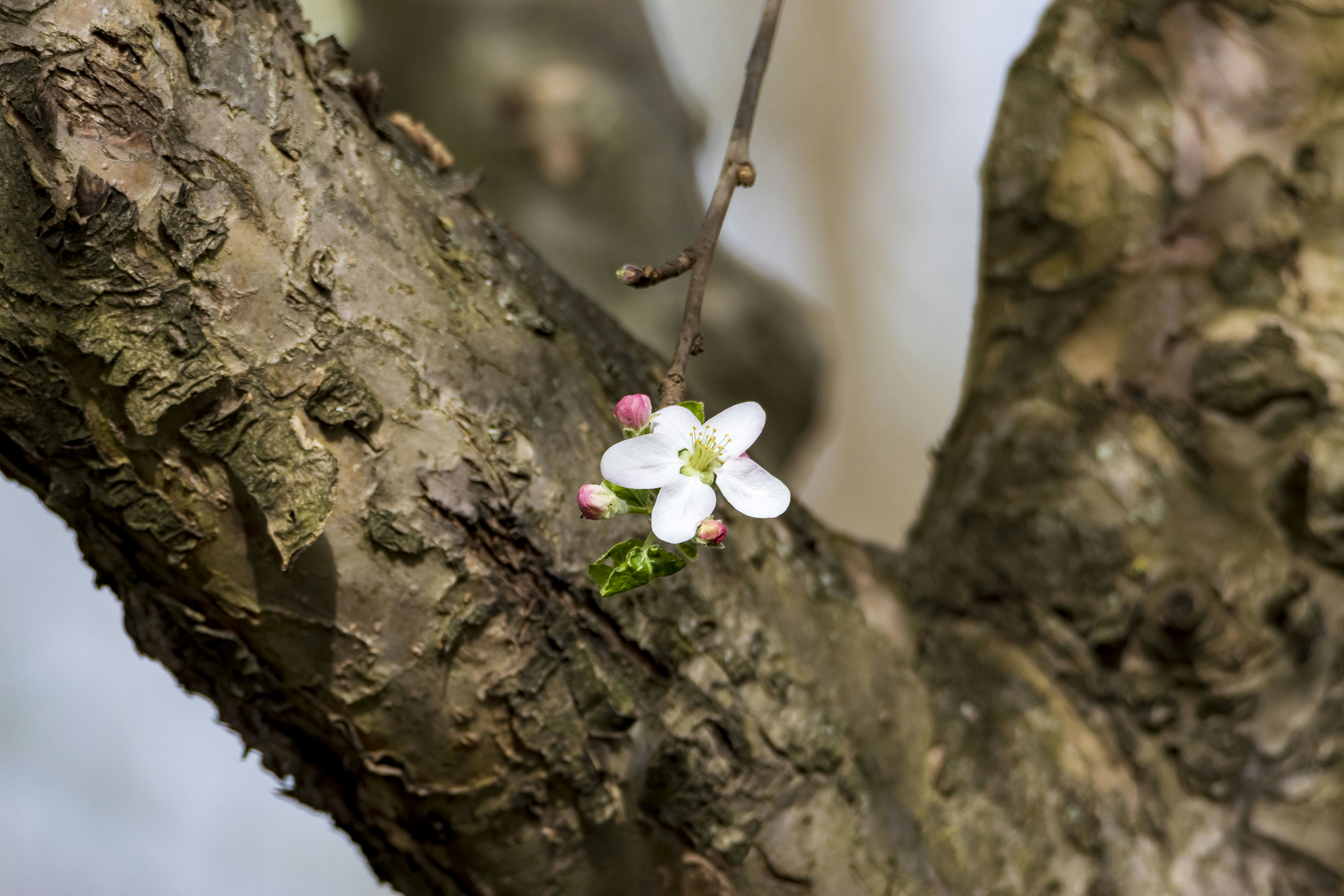 Delicate White Blossom Clinging to Weathered Bark