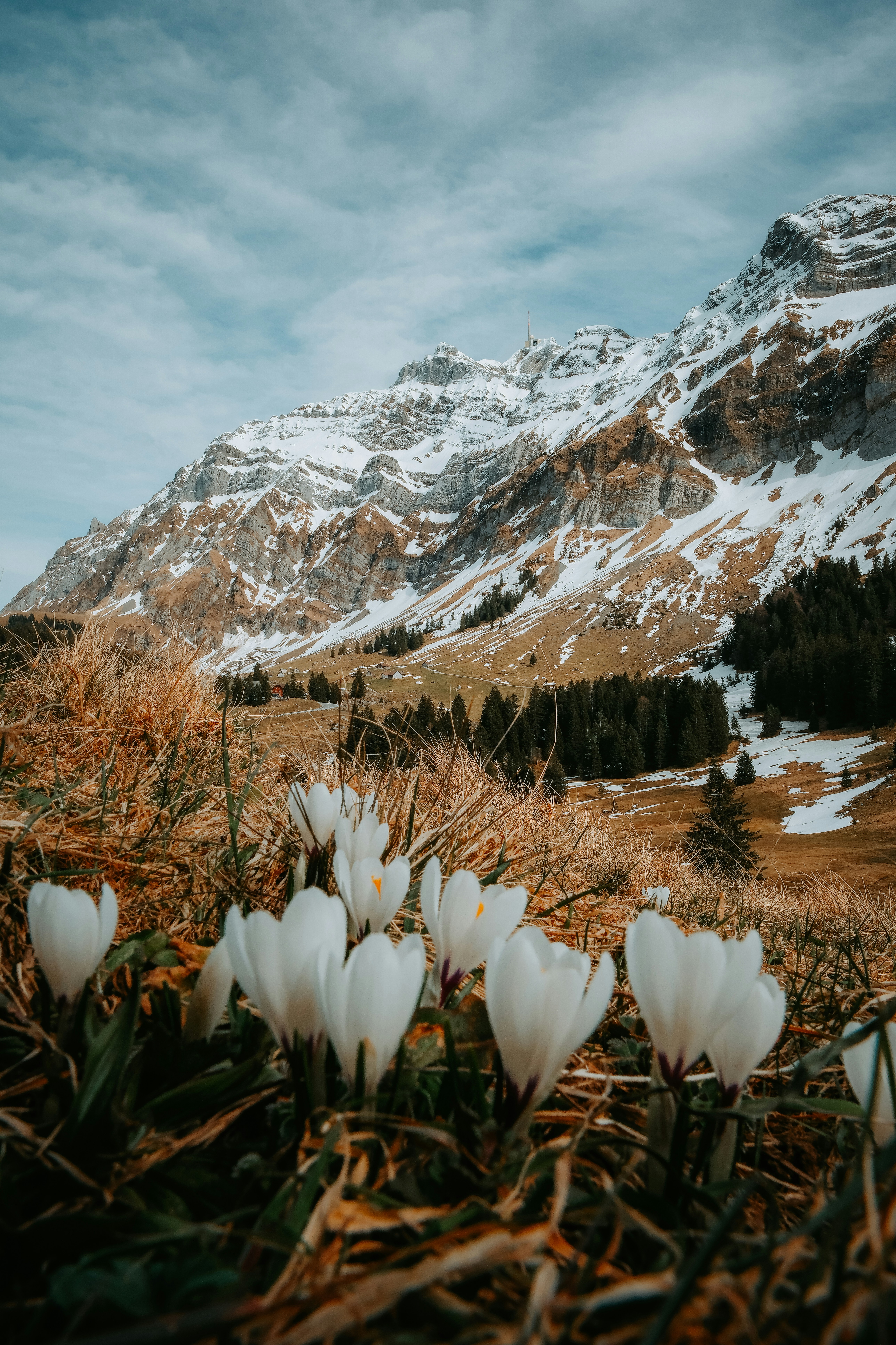 Whispers of Spring Amidst Majestic Peaks