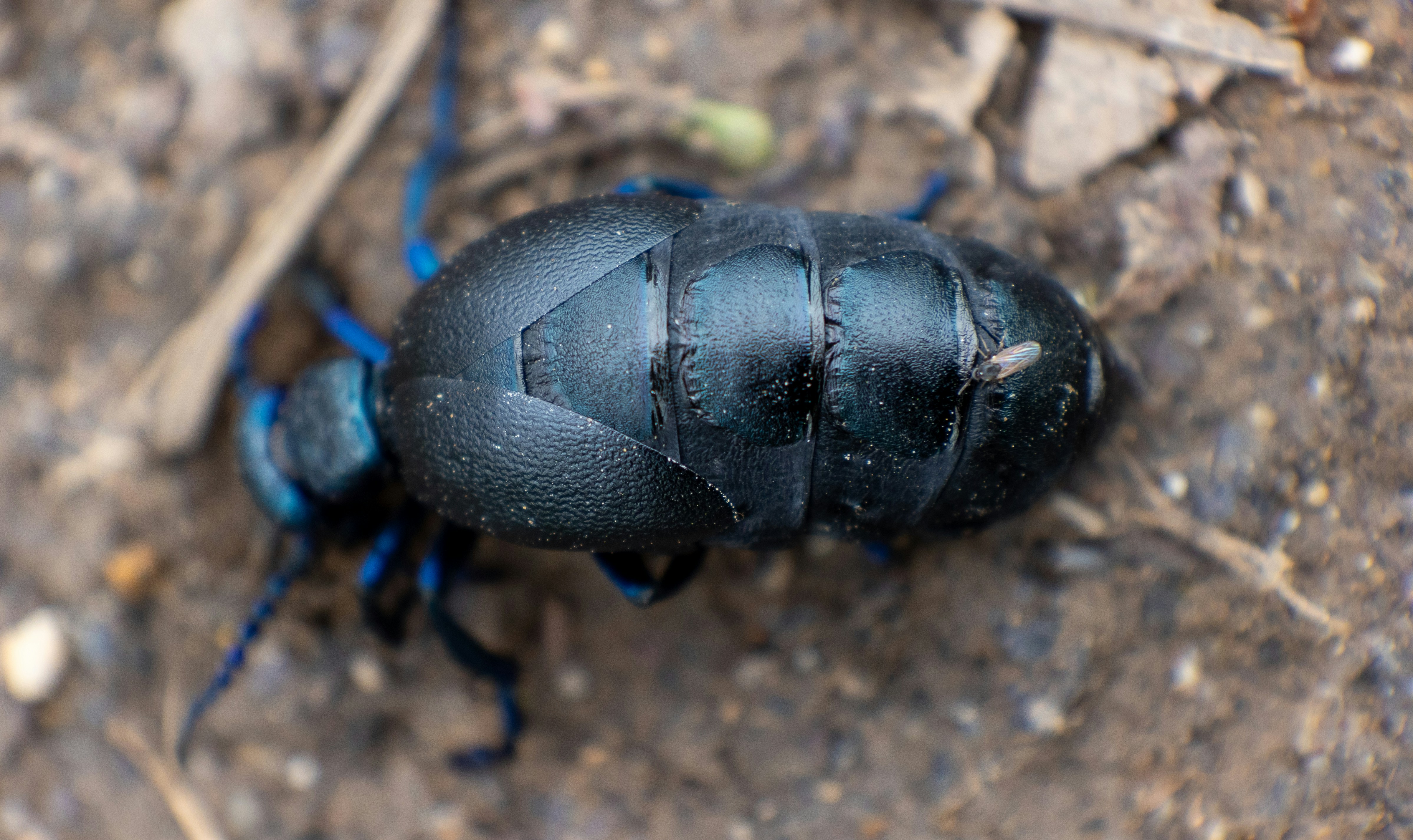 Midnight Armor on Dust: a blue-tinged beetle anchors a micro landscape
