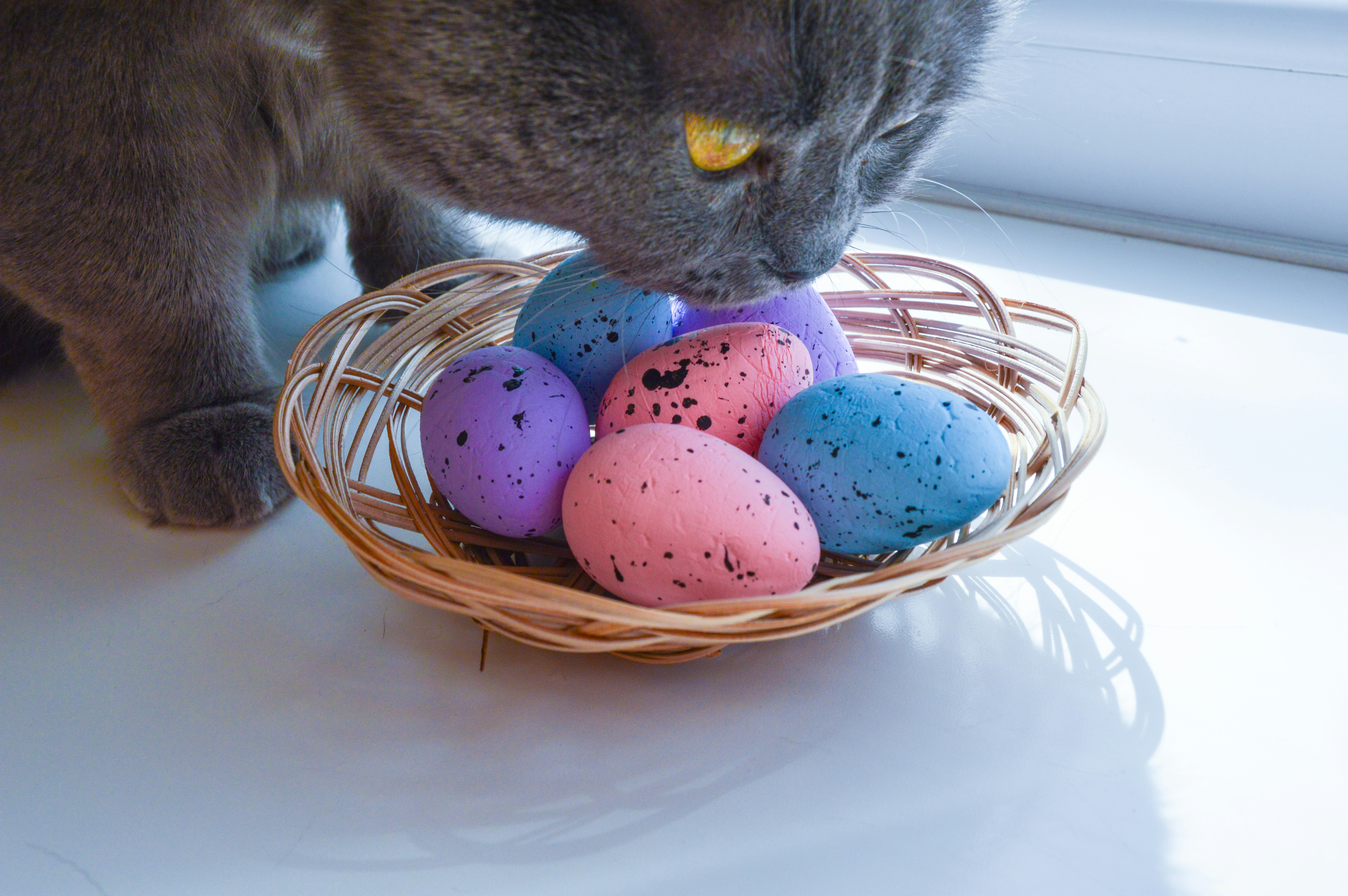 Pastel Eggs and a Curious Cat on a Sunlit Windowsill
