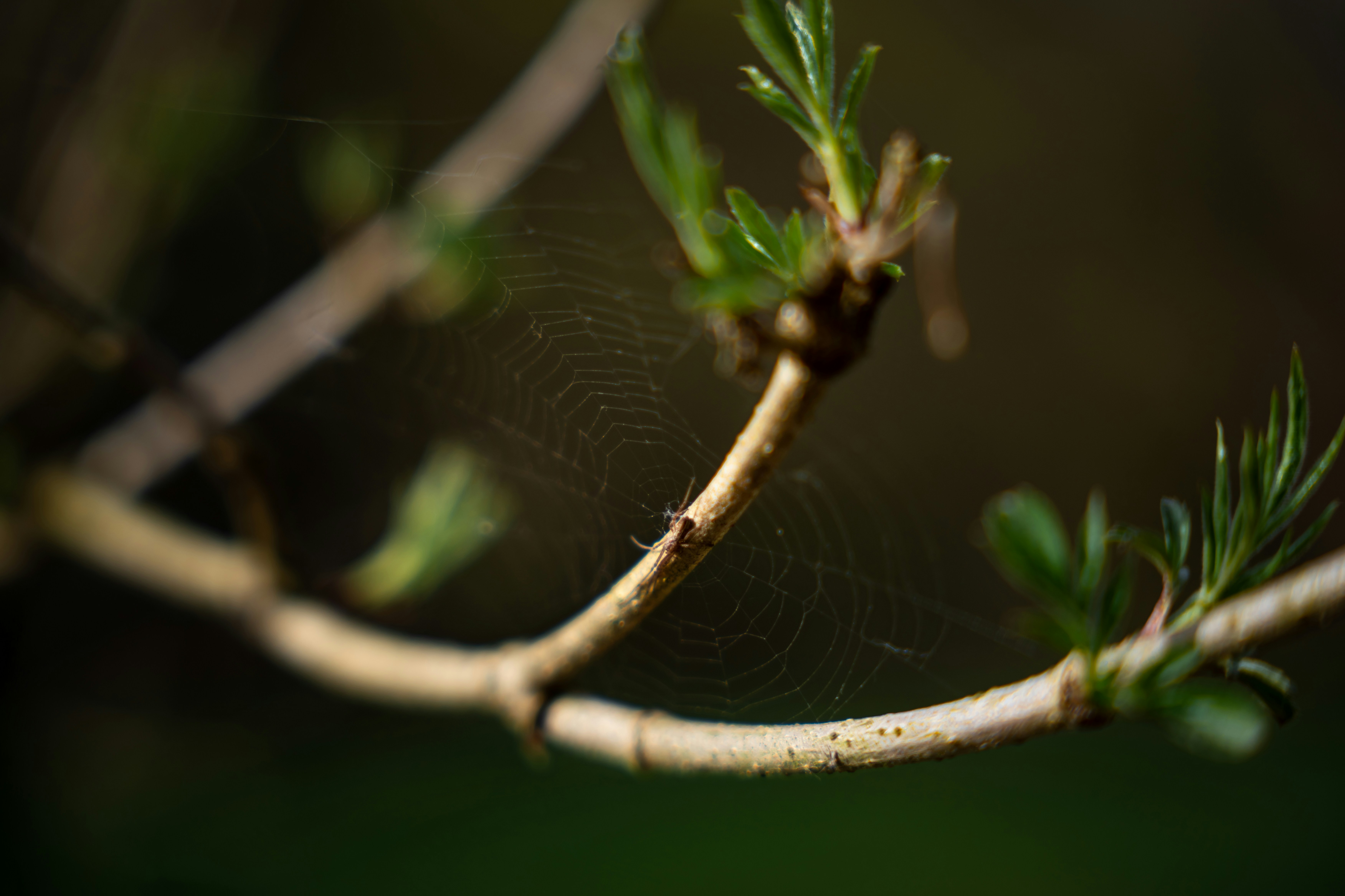 A close up of a spider web on a tree branch photo – Free Tree Image on ...