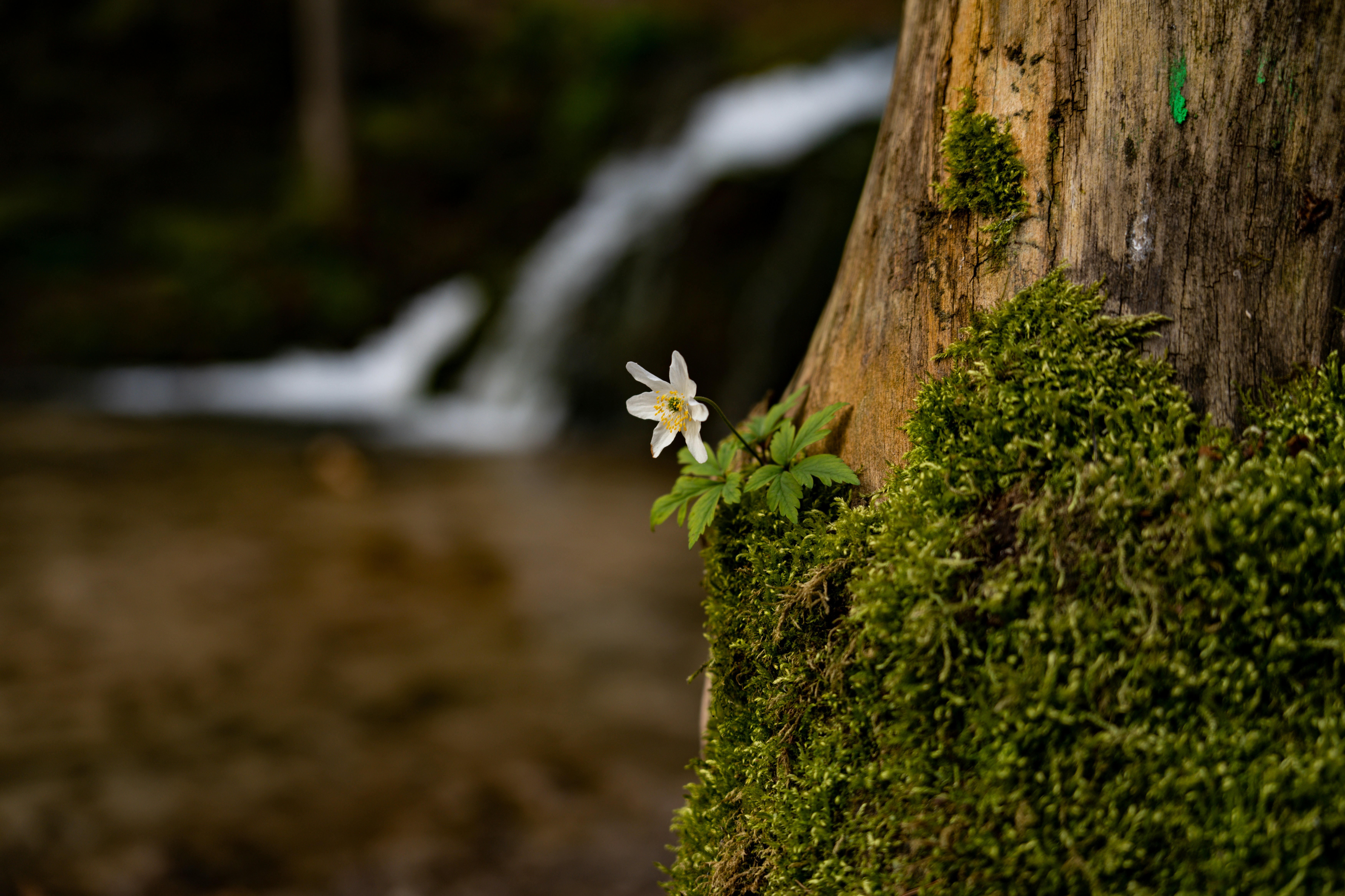 White Bloom on a Moss-Cloaked Trunk by a Cascading Stream