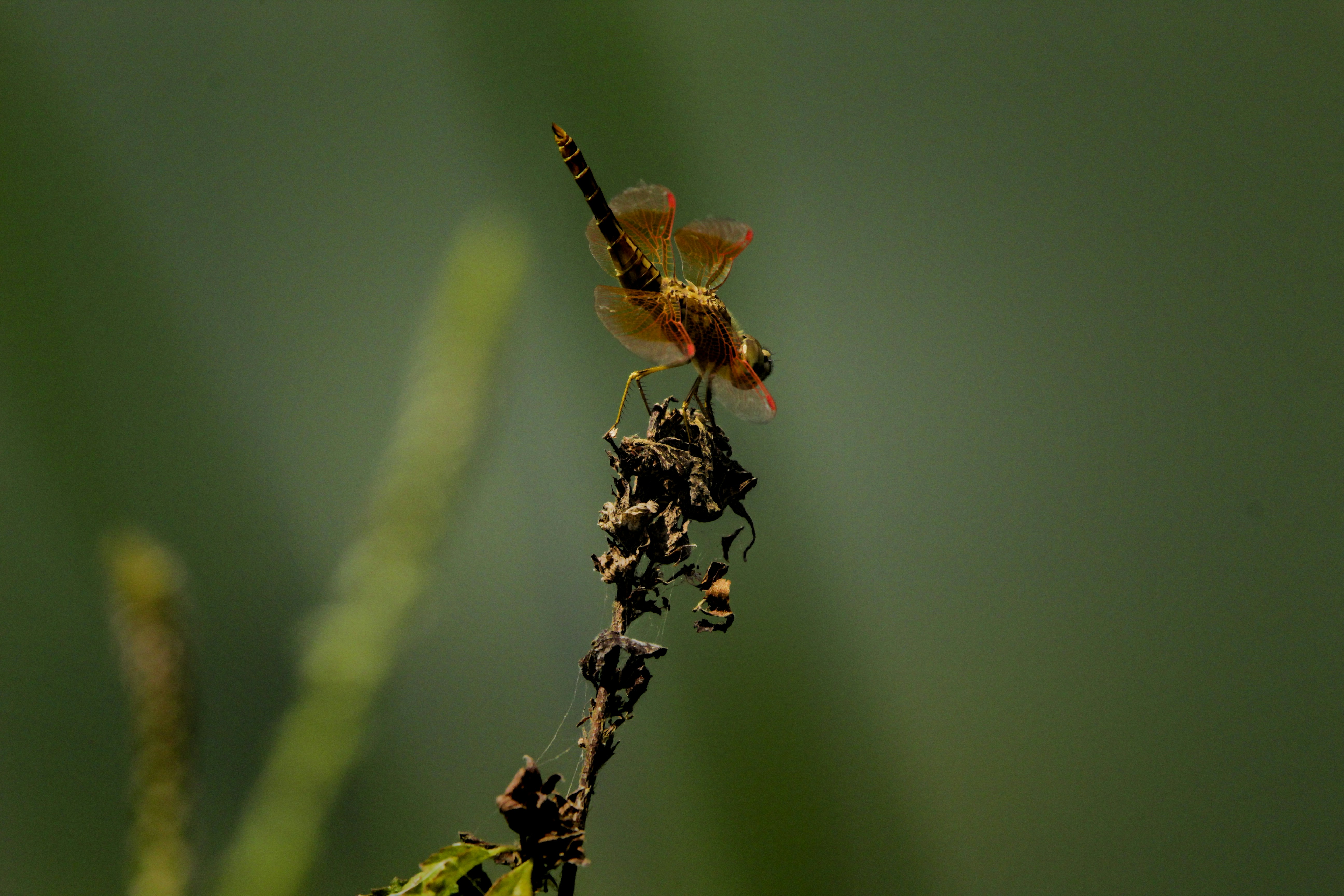 Photo by viswaprem anbarasapandian with Canon EOS 1300D