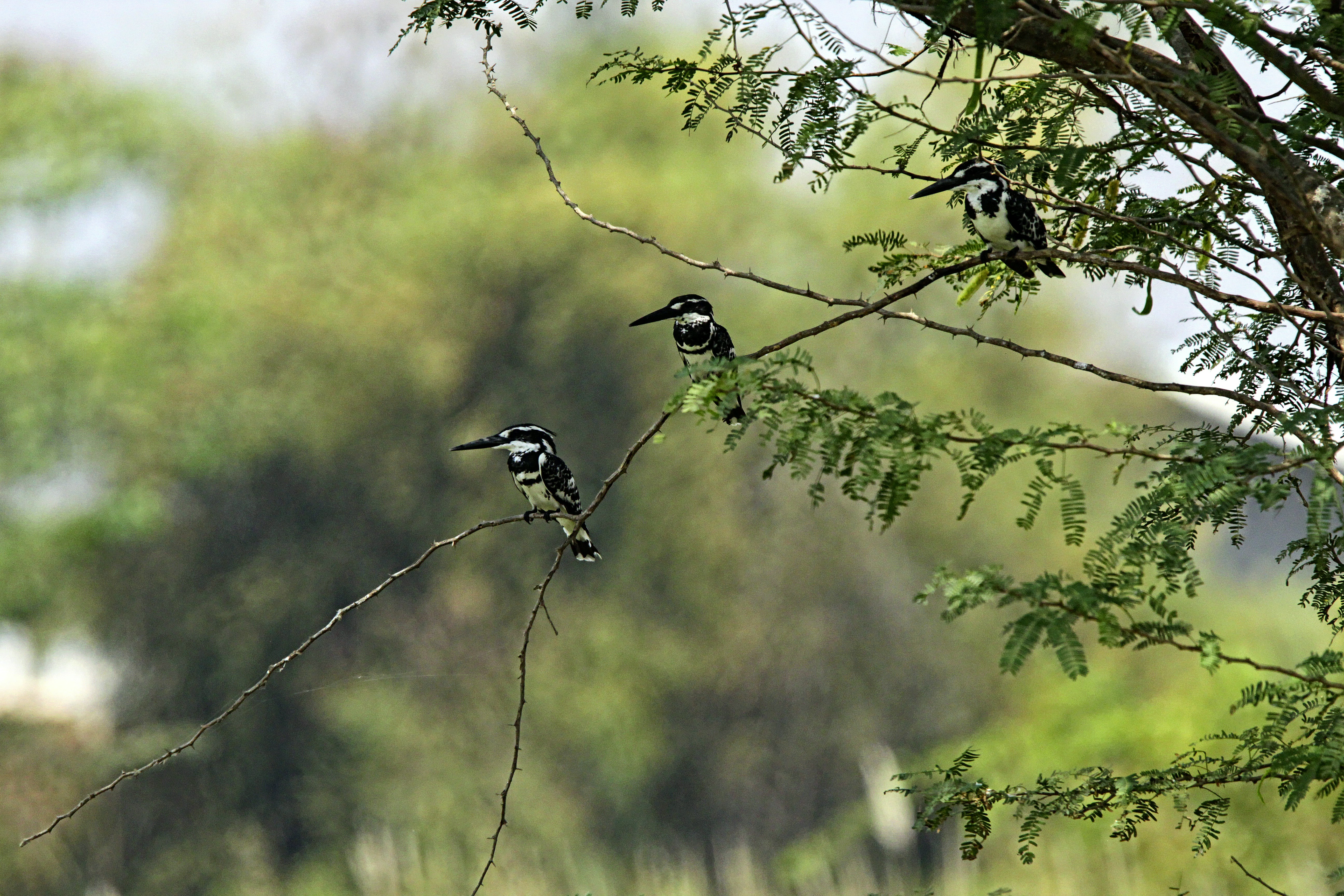 Two Magpies on a Slim Twig, Framed by a Soft Spring Green Blur