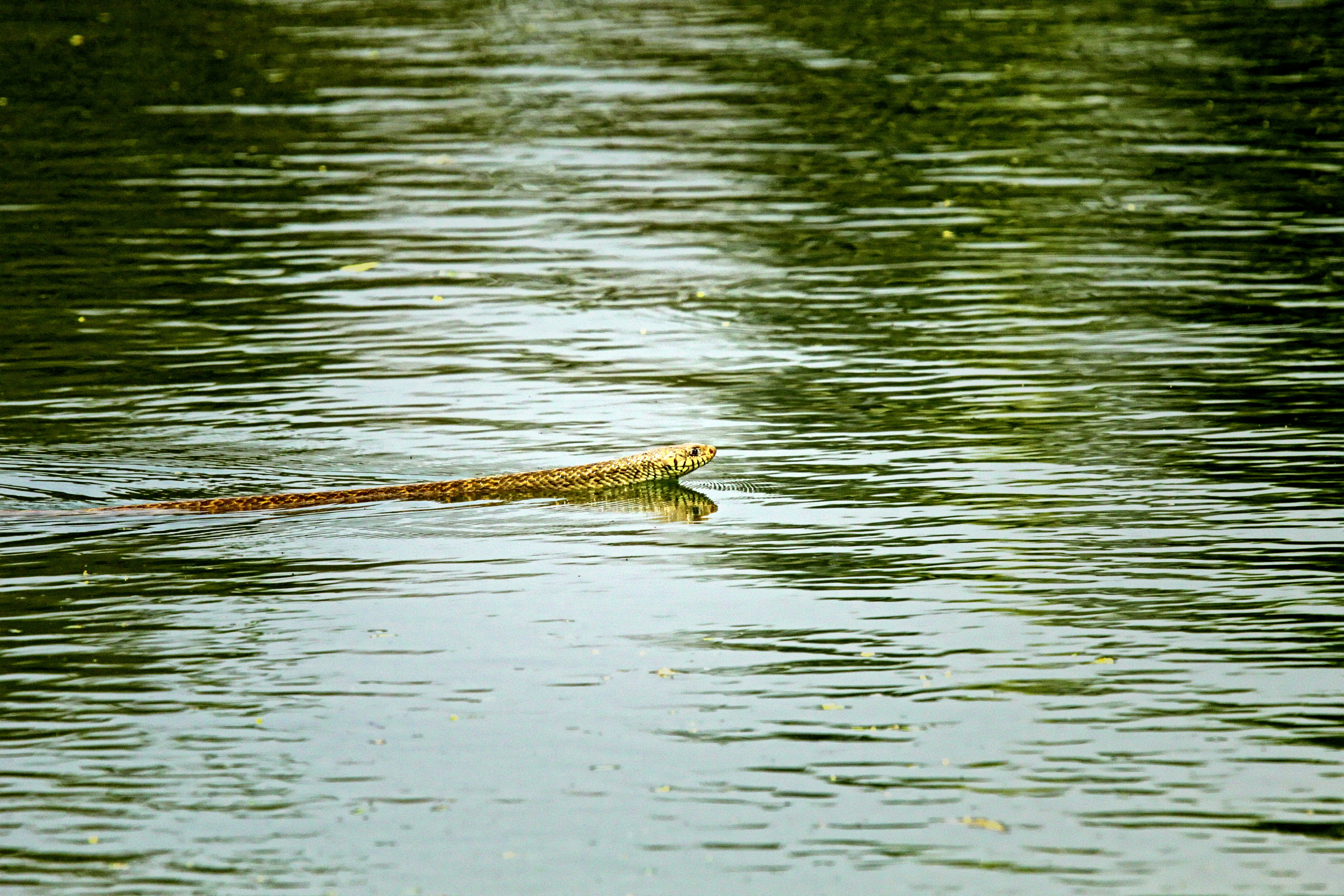 Photo by viswaprem anbarasapandian with Canon EOS 1300D