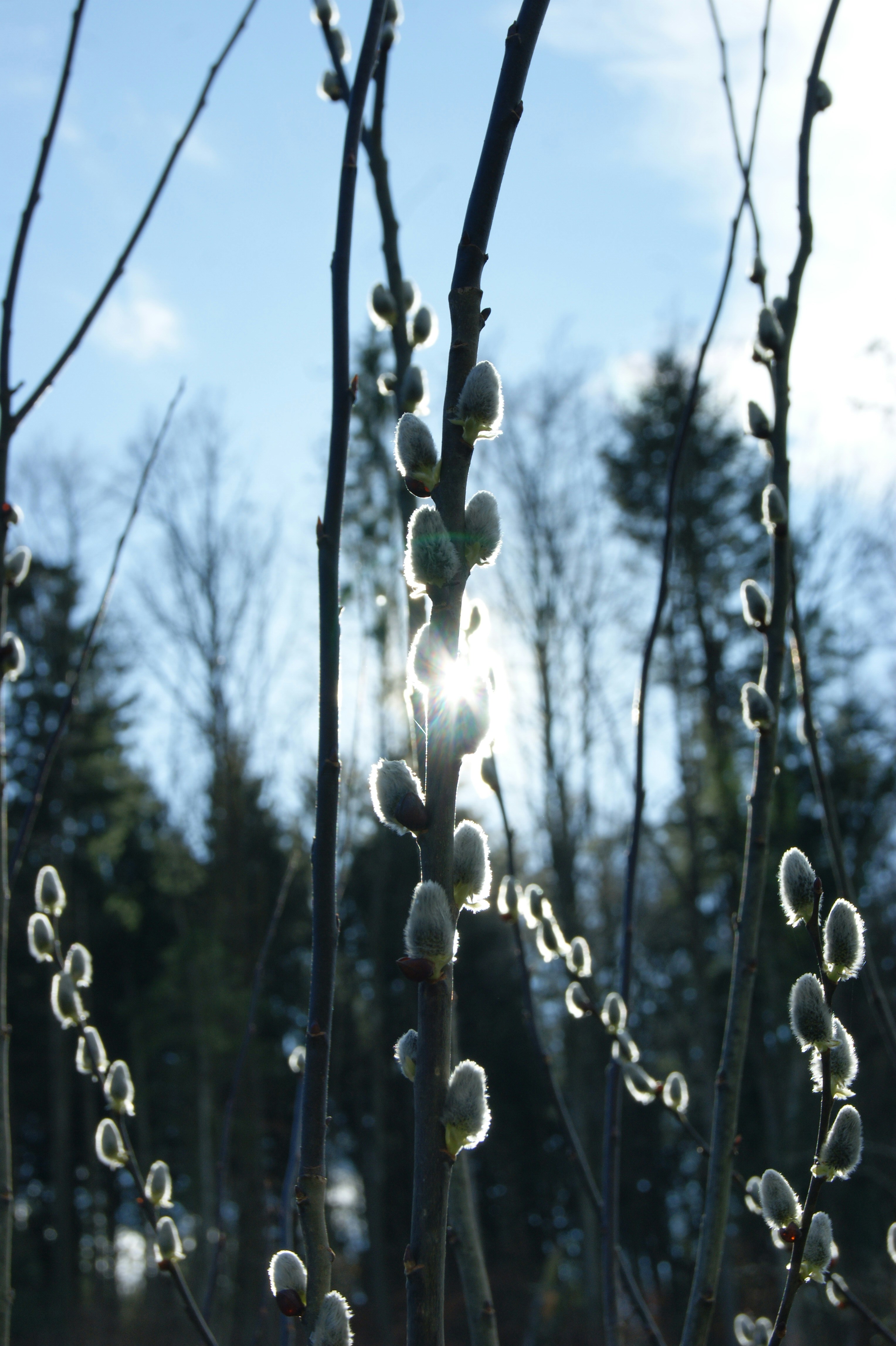 Backlit Velvet Buds: Morning Light Through Pussy Willow Catkins
