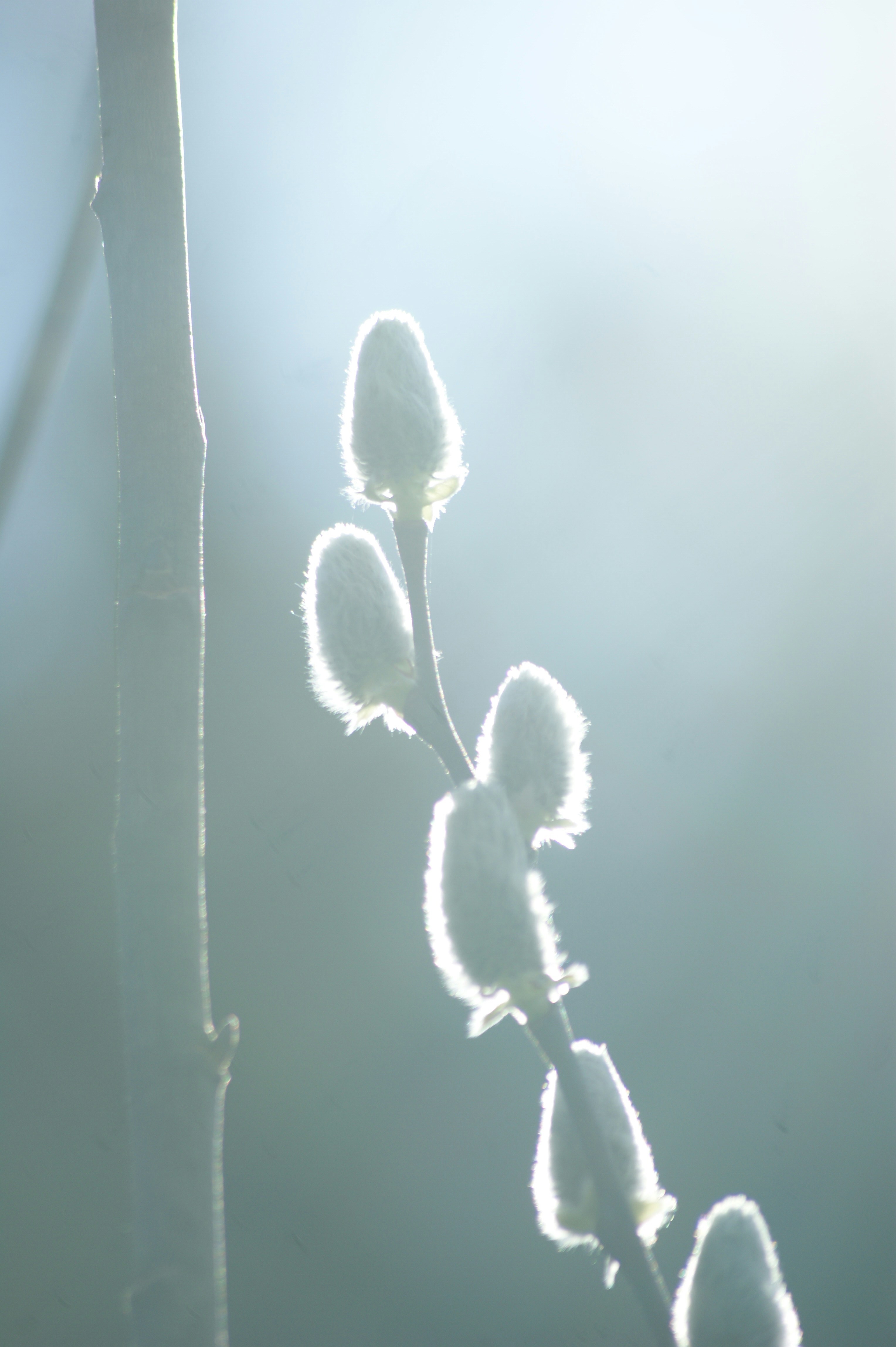a close up of a plant with lots of white flowers