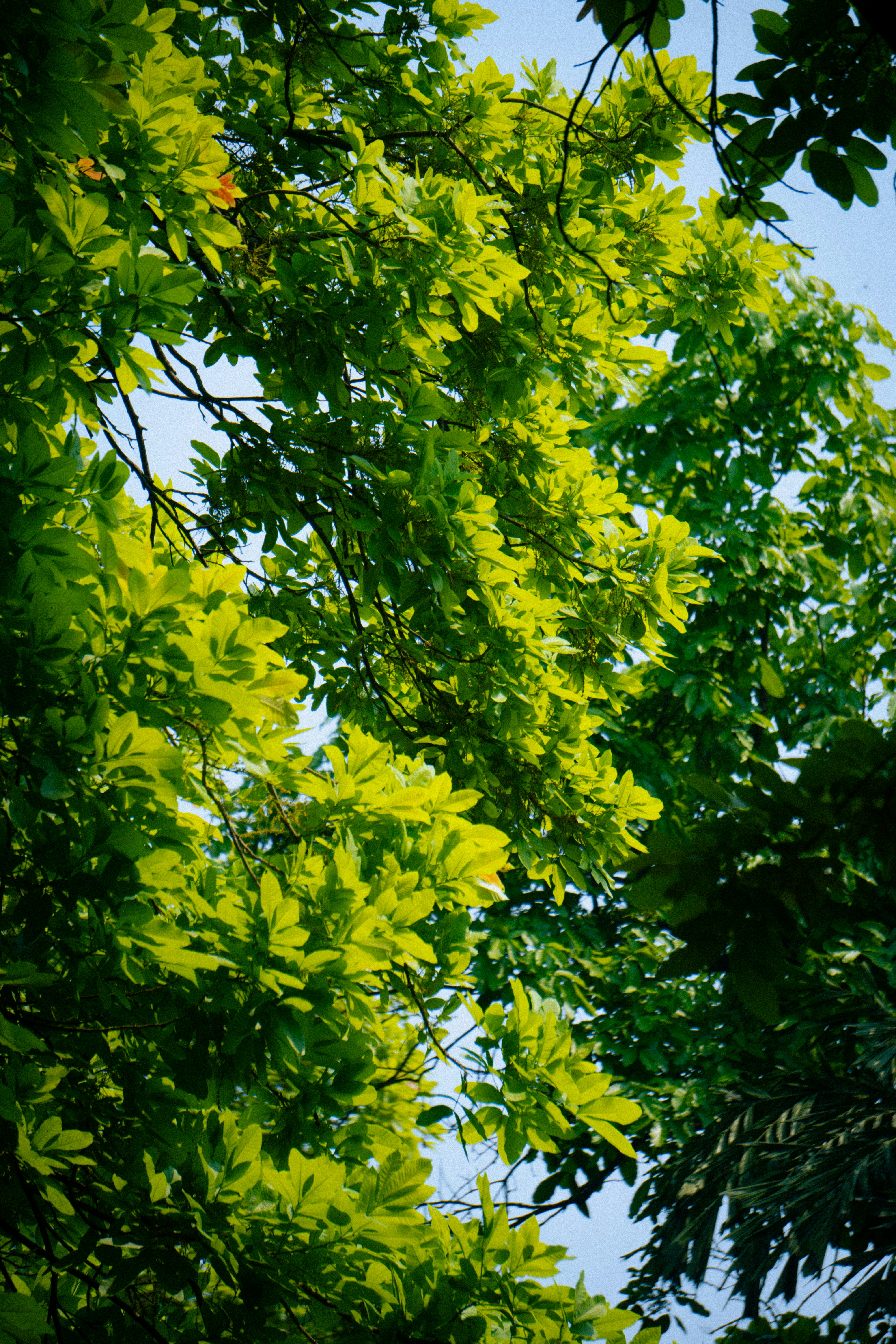 Sunlit Lime Canopy: Light and Texture Through Green Foliage