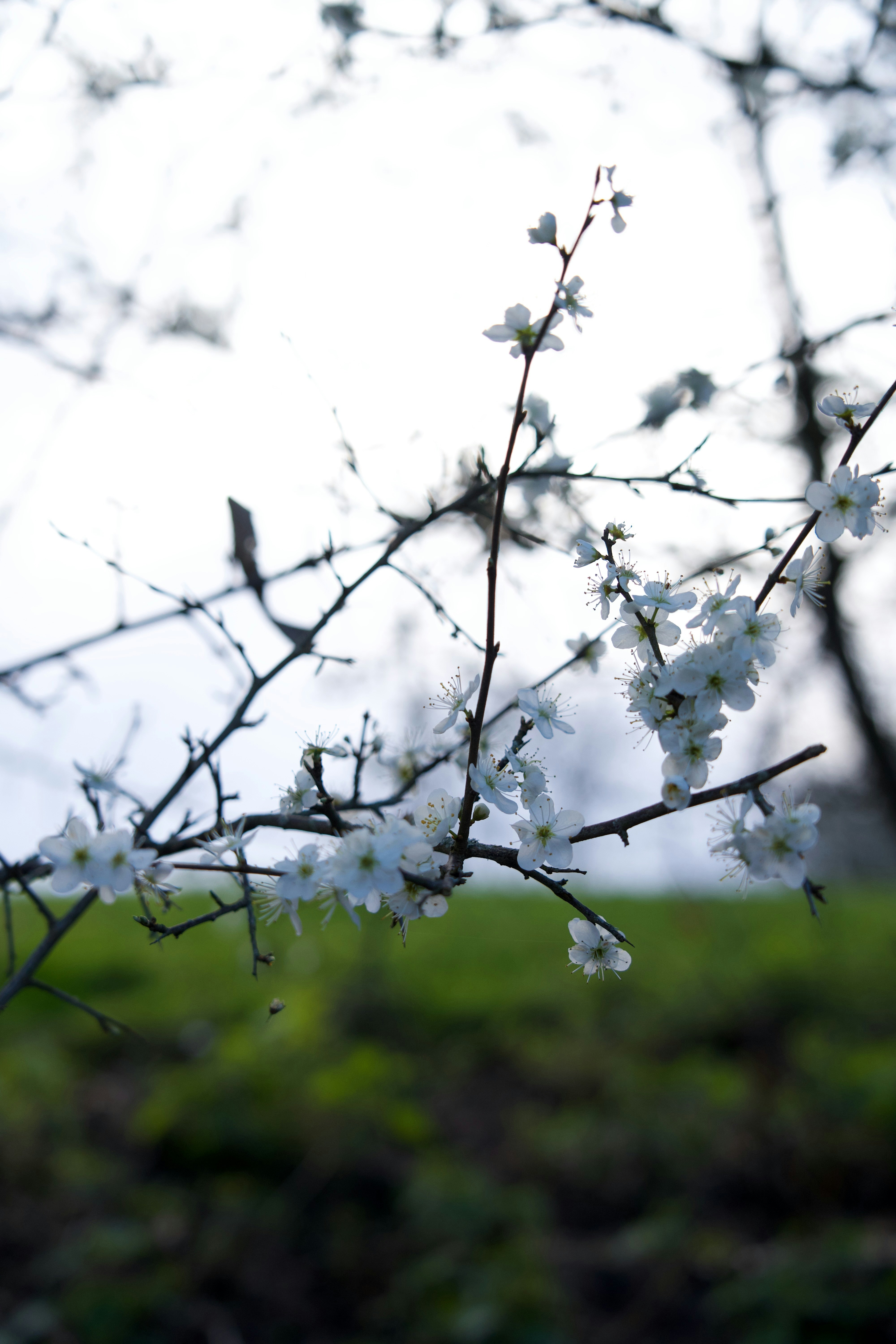 Backlit White Blossoms Thread a Slender Spring Branch