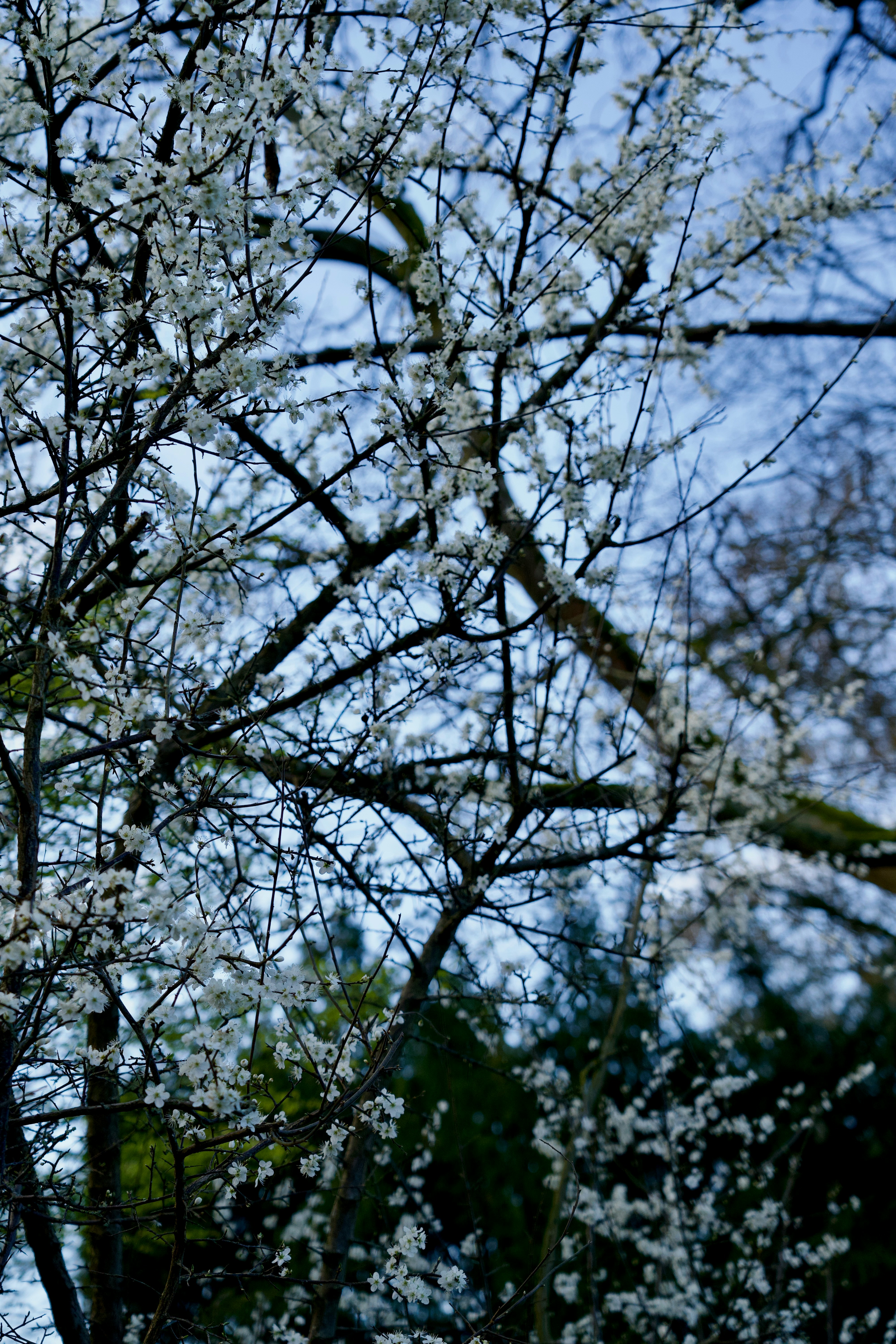 Photo by Ragib Huda with Sony Alpha 7C