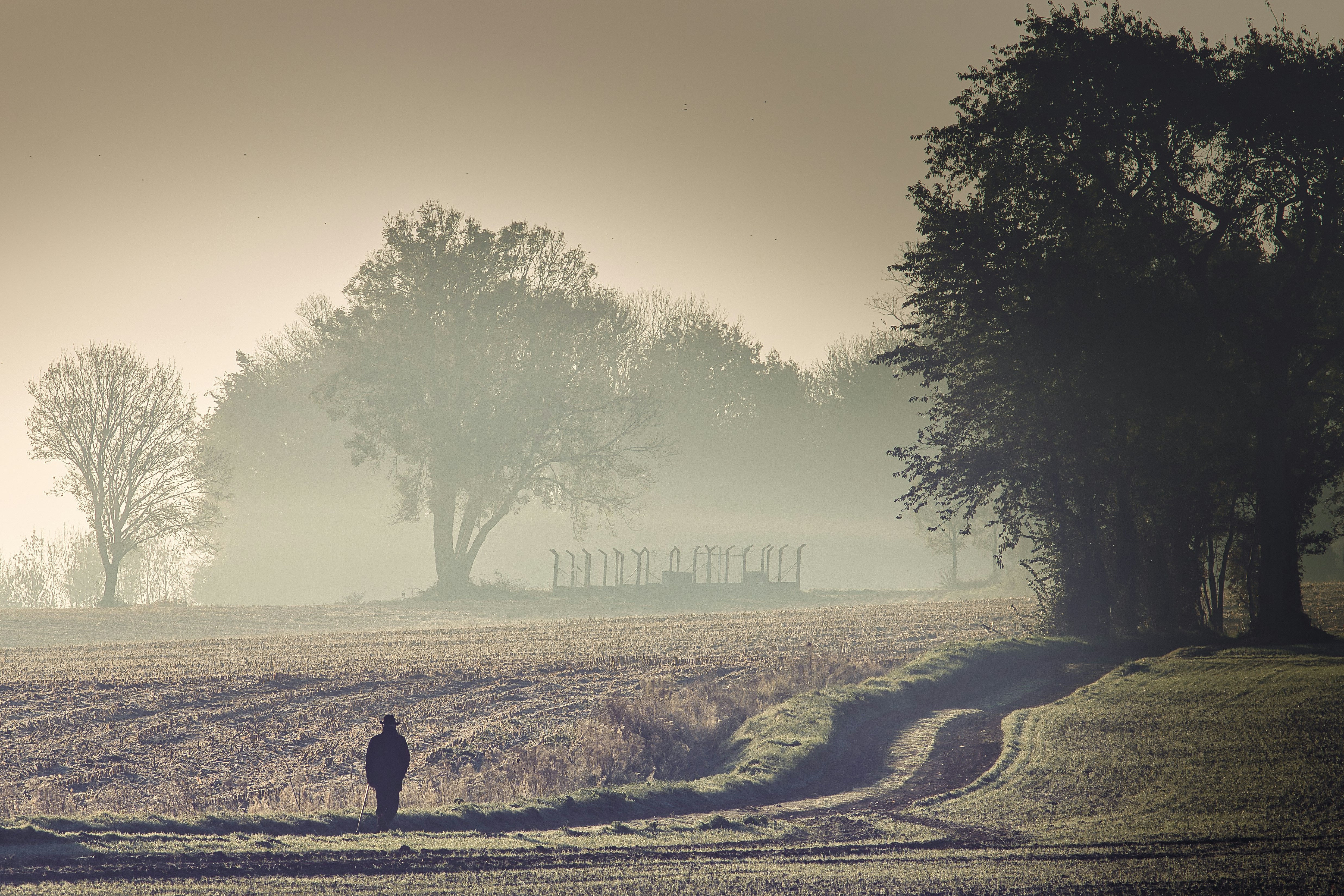 Dawn Fog and Quiet Steps: A solitary figure on a misty field